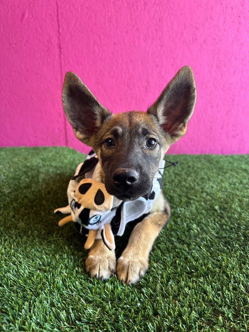 Dog for adoption - Millie, a German Shepherd Dog Mix in Antioch, CA ...