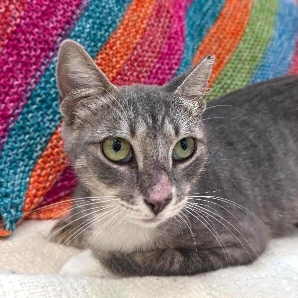 Cat for adoption - Sunshine Simpson, a Domestic Short Hair & Tabby Mix ...