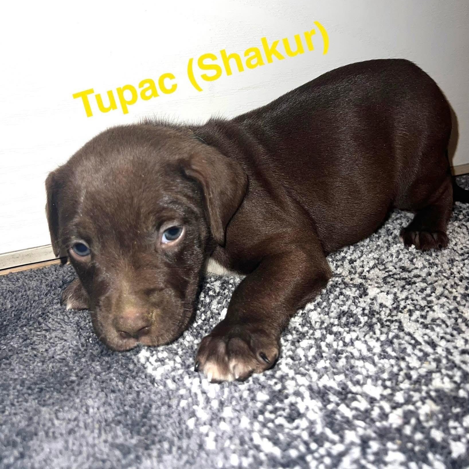 Dog for adoption - Tupac (Shakur), a Black Labrador Retriever Mix in ...