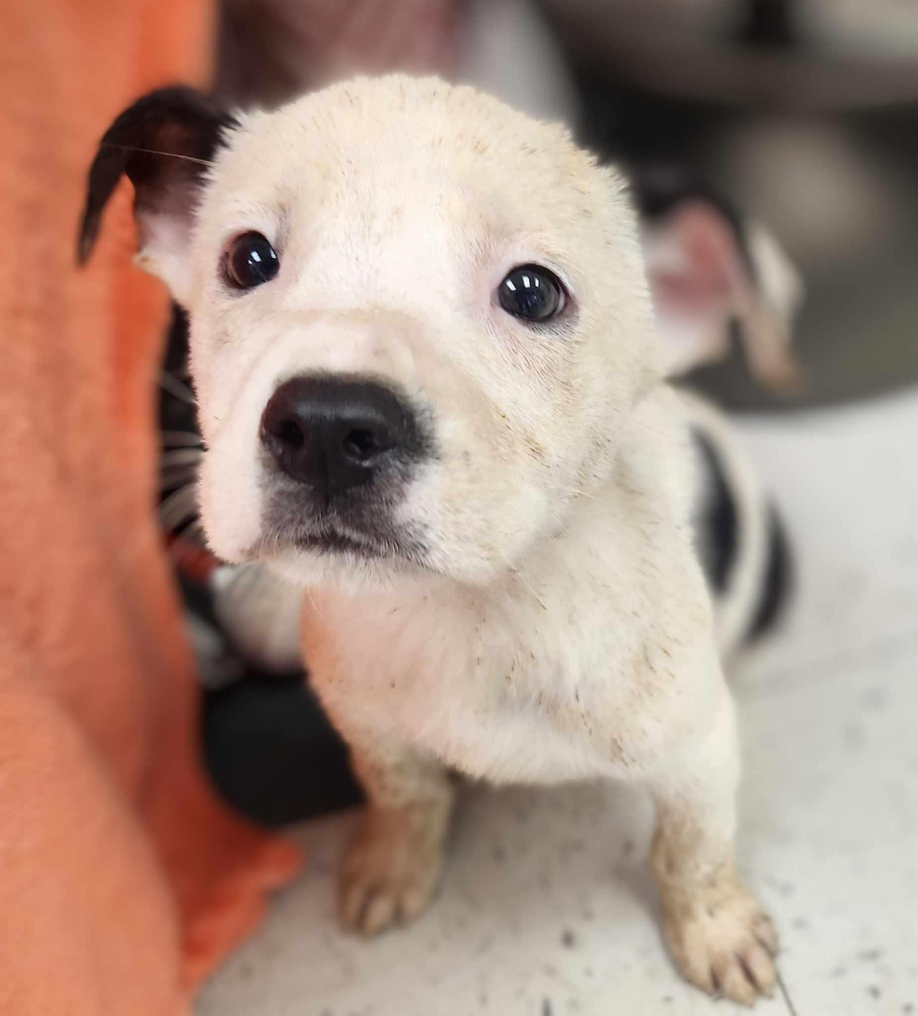 Dog for adoption - Wallie, a Border Collie Mix in Pell City, AL | Petfinder