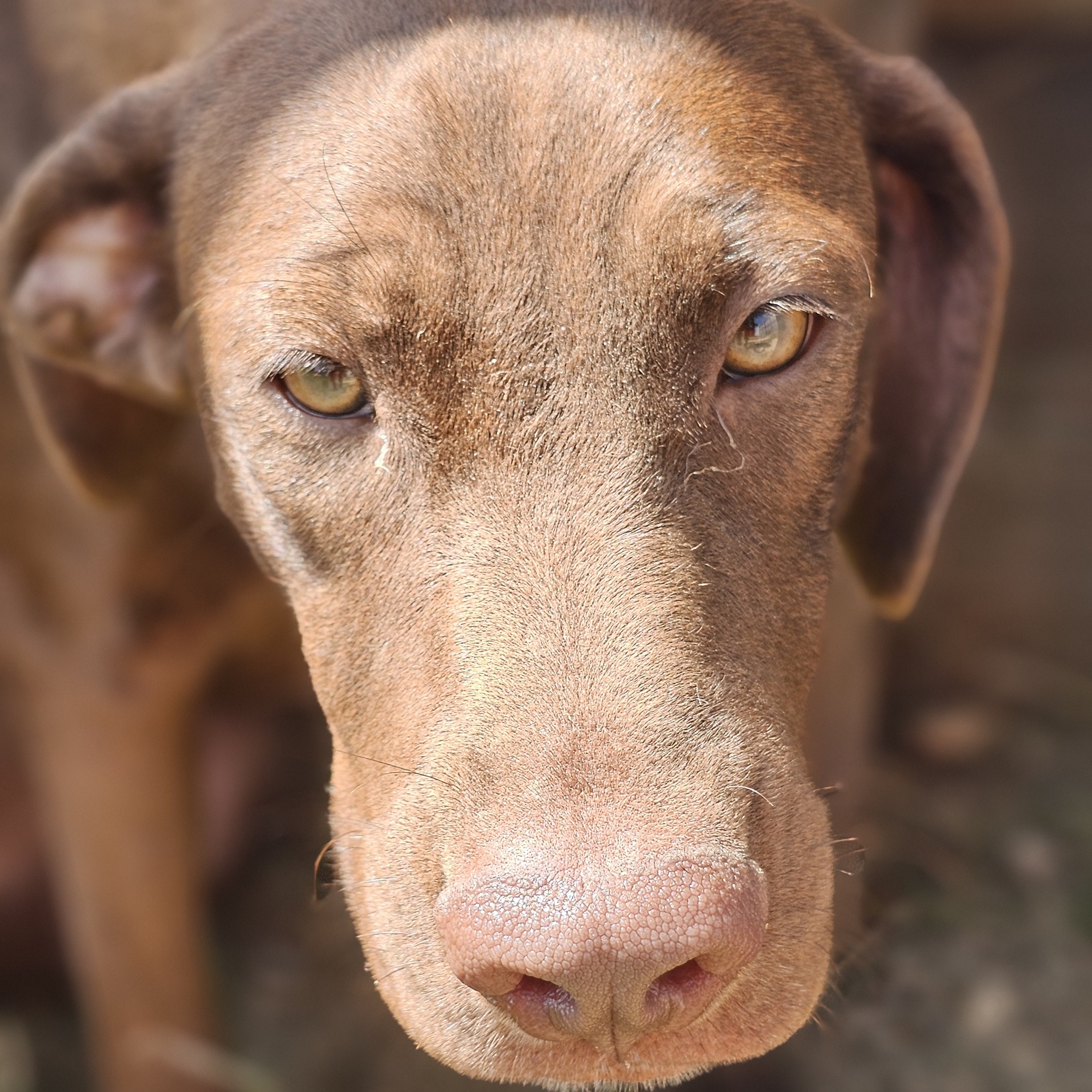 Dog for adoption - Coco, a Chocolate Labrador Retriever & Plott Hound ...