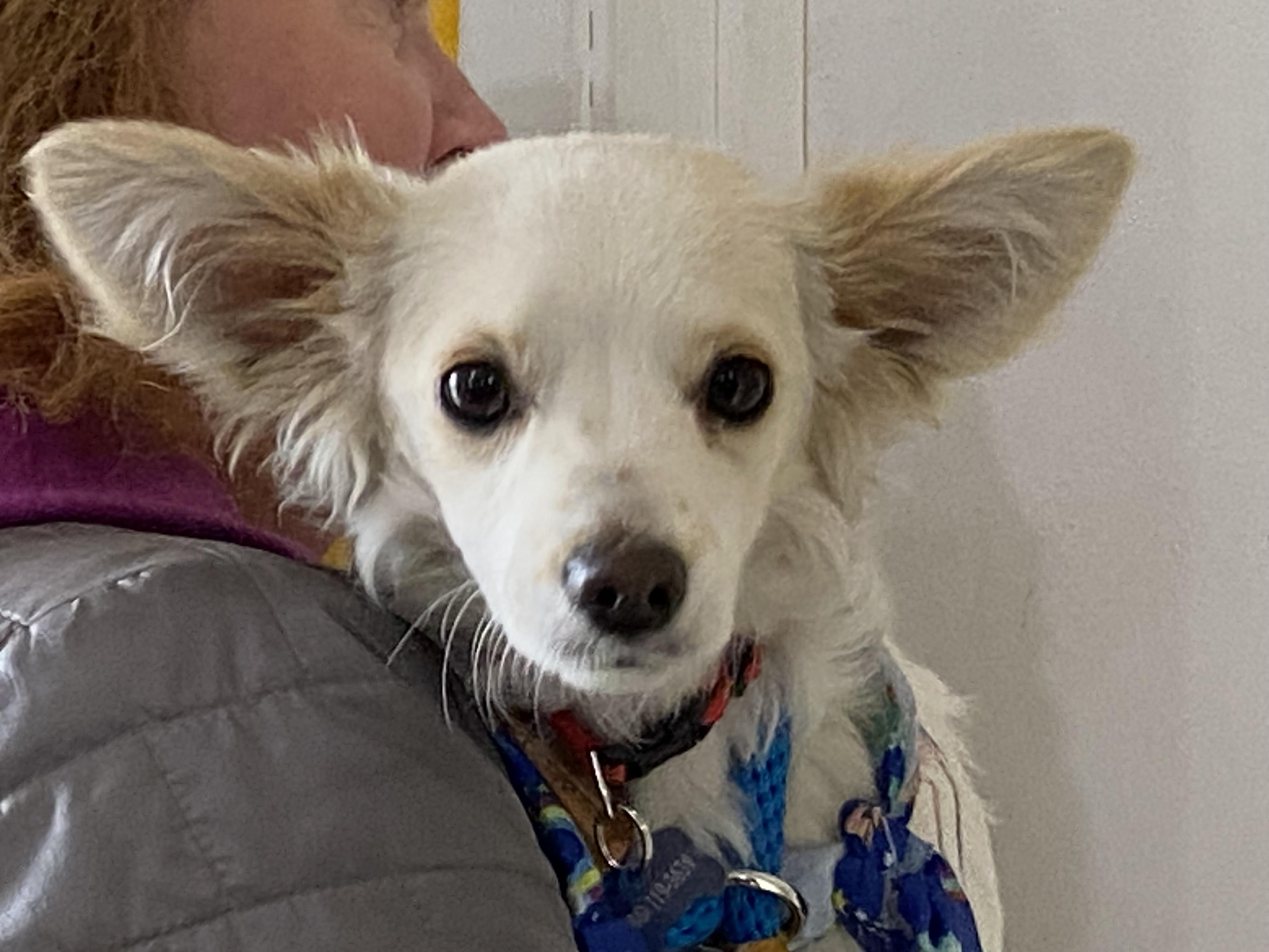 Dog for adoption - Castiel, a Papillon & Chihuahua Mix in Santa Rosa ...