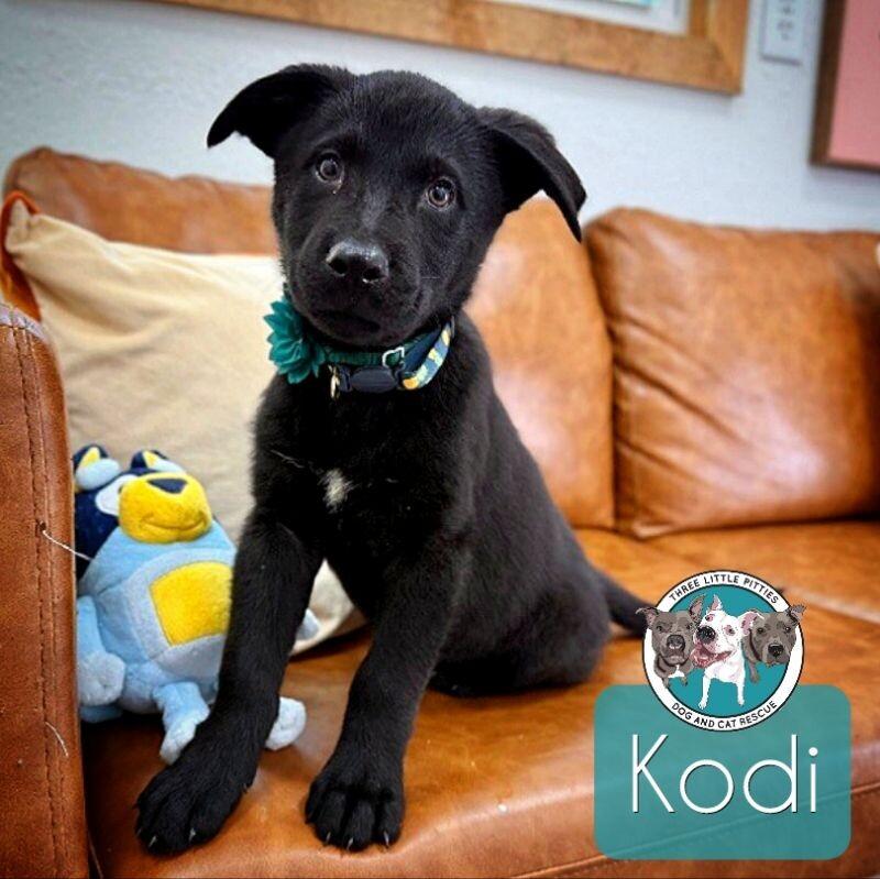 Dog for adoption - Kodi super swimming puppy girl, a Black Labrador ...