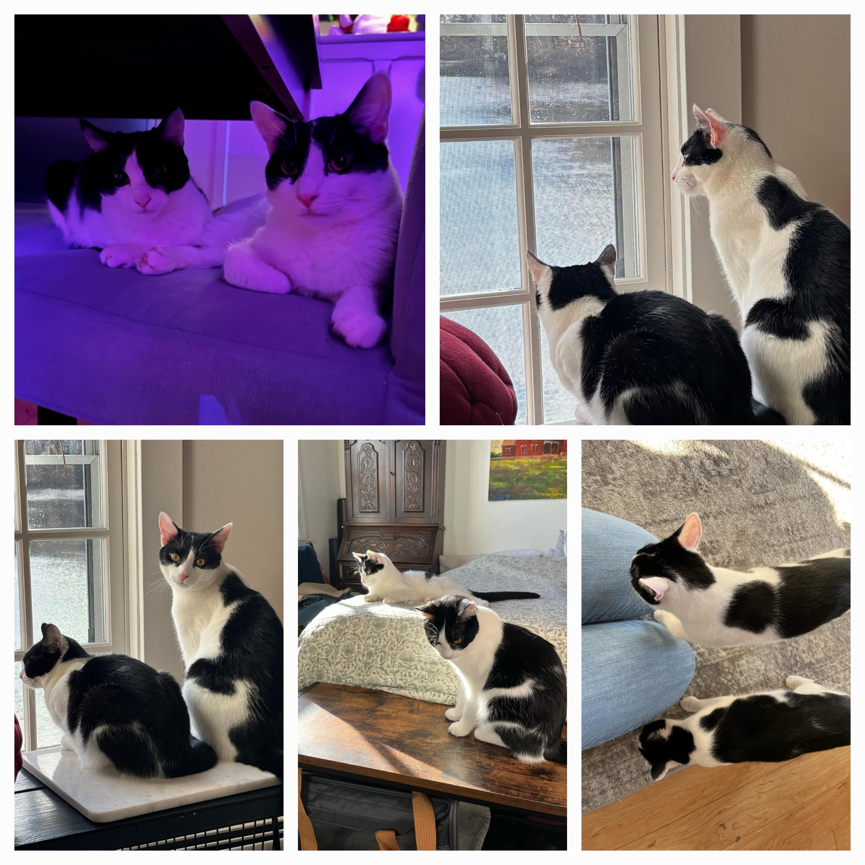 Available Cats for Adoption | Scruffy Paws Animal Rescue RI