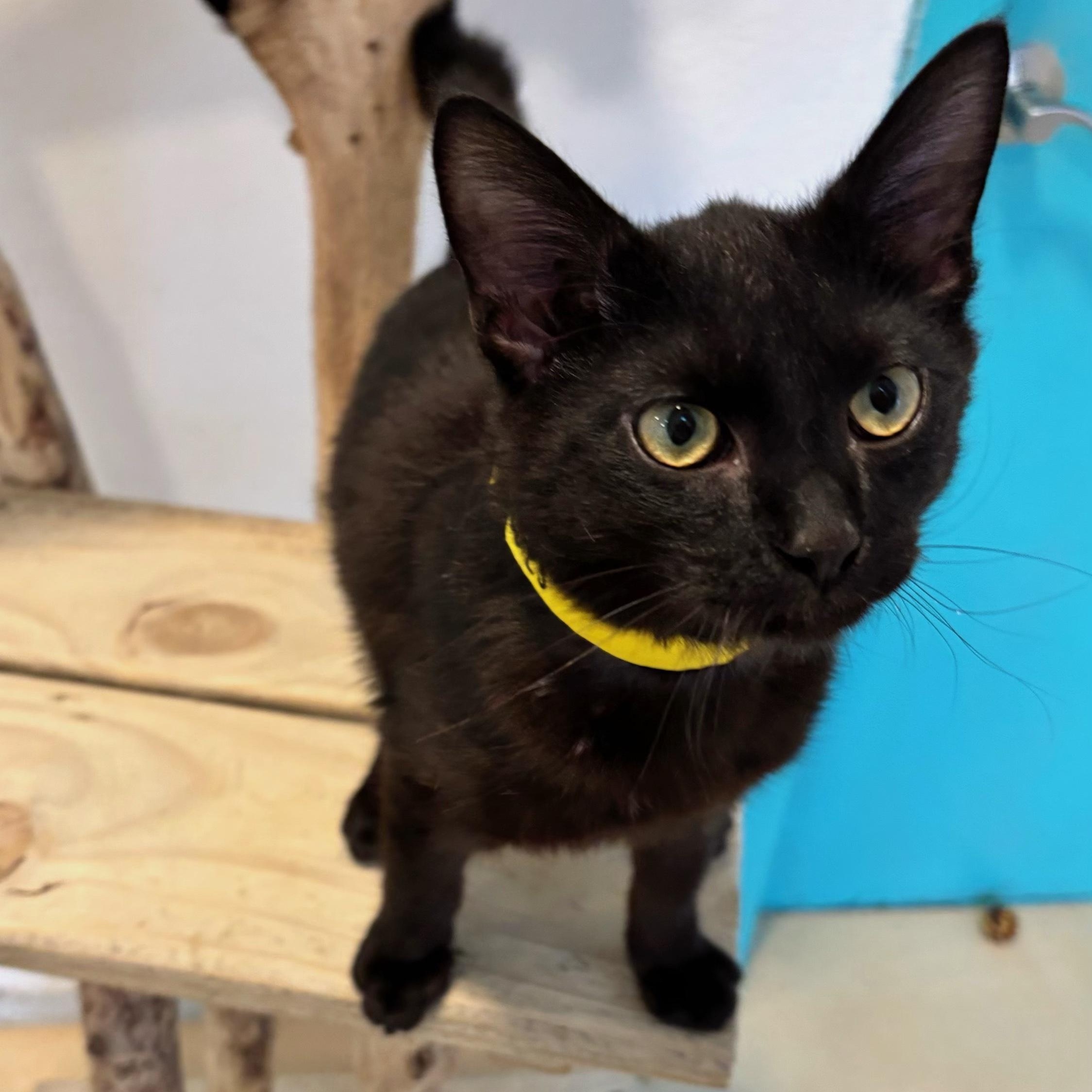 Cat for adoption - Weebles, a Domestic Short Hair in Chicago, IL ...