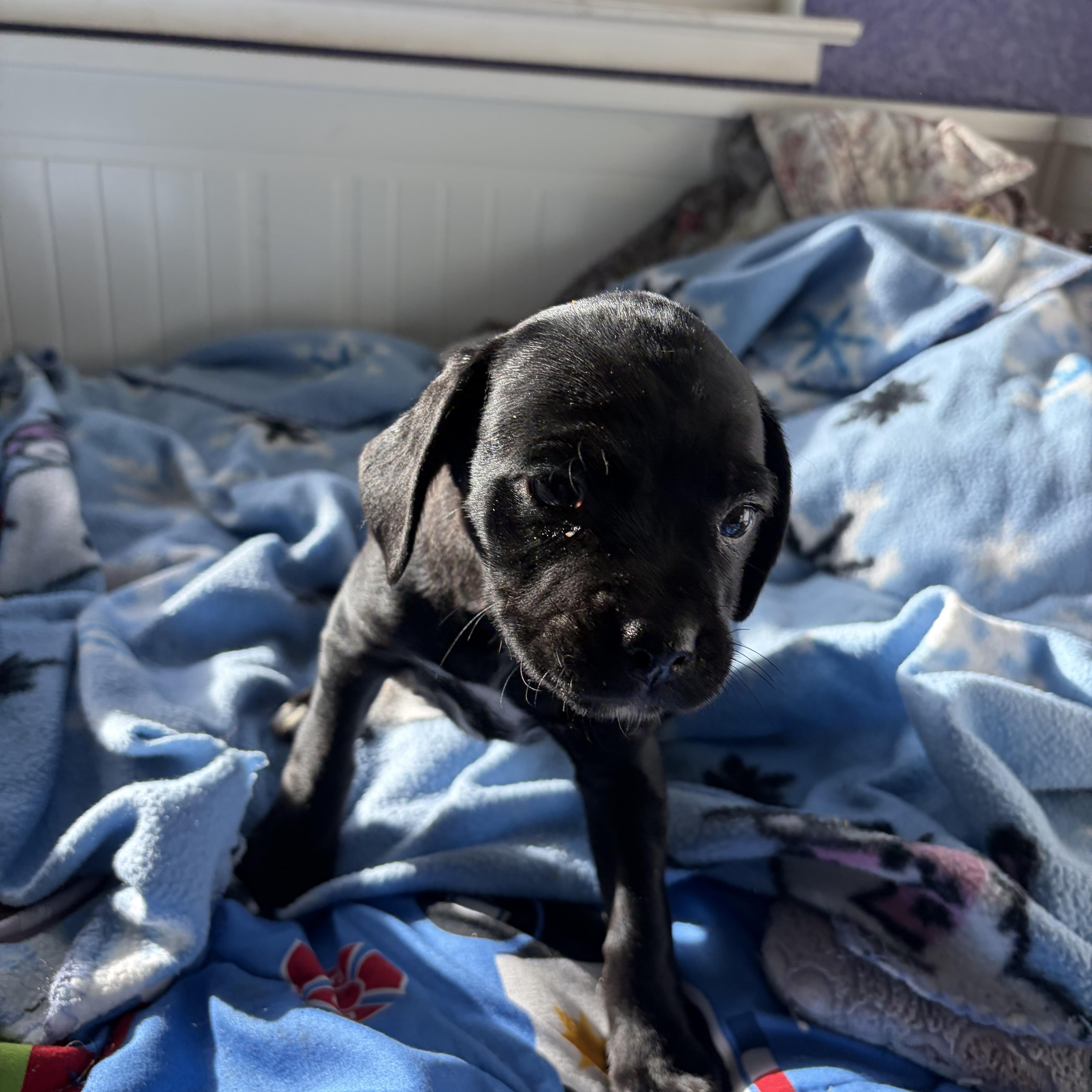 Maple - Adoptable Pet | Petfinder | Petfinder