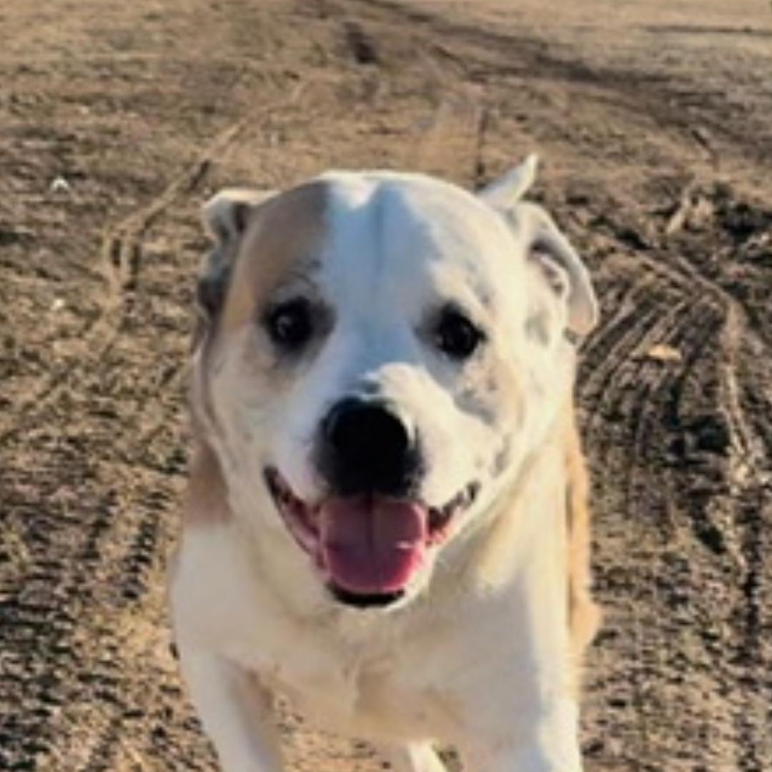 Dog for adoption - Romeo, a Yellow Labrador Retriever & Australian ...