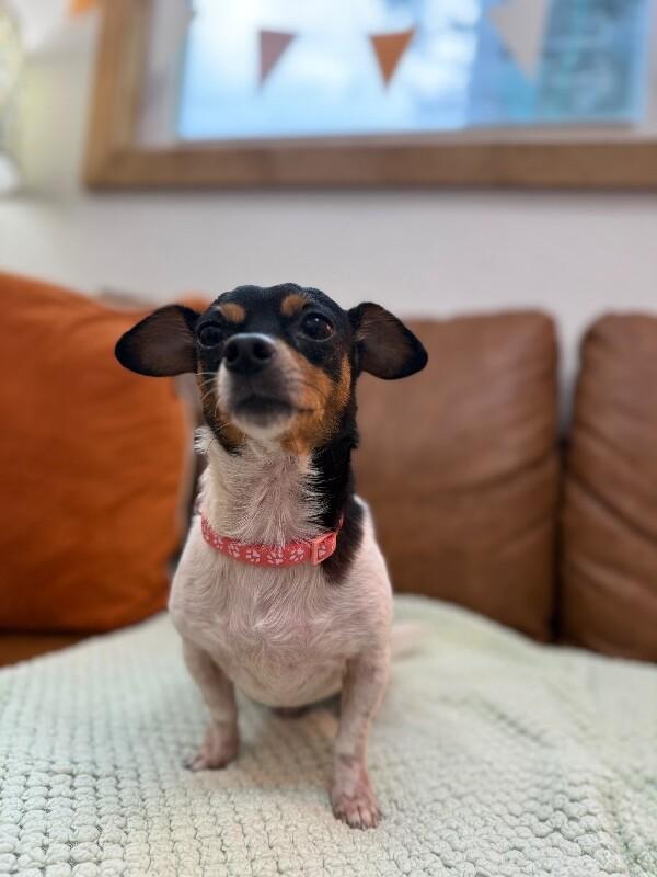 Dog for adoption - Maisy Moo, a Chihuahua Mix in Syracuse, NY | Petfinder