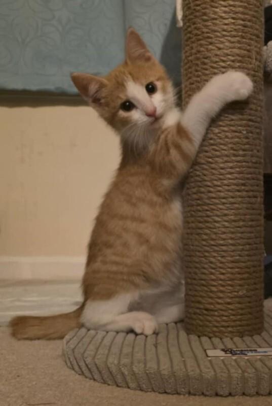 Adopt Kenny in Colmar | Domestic Short Hair cat | Buddy