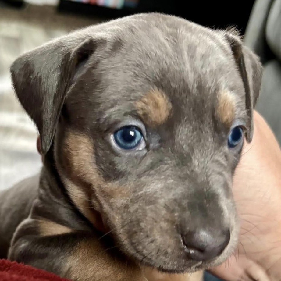 Dog for adoption - Peanut TT - local gal, a Labrador Retriever Mix in ...