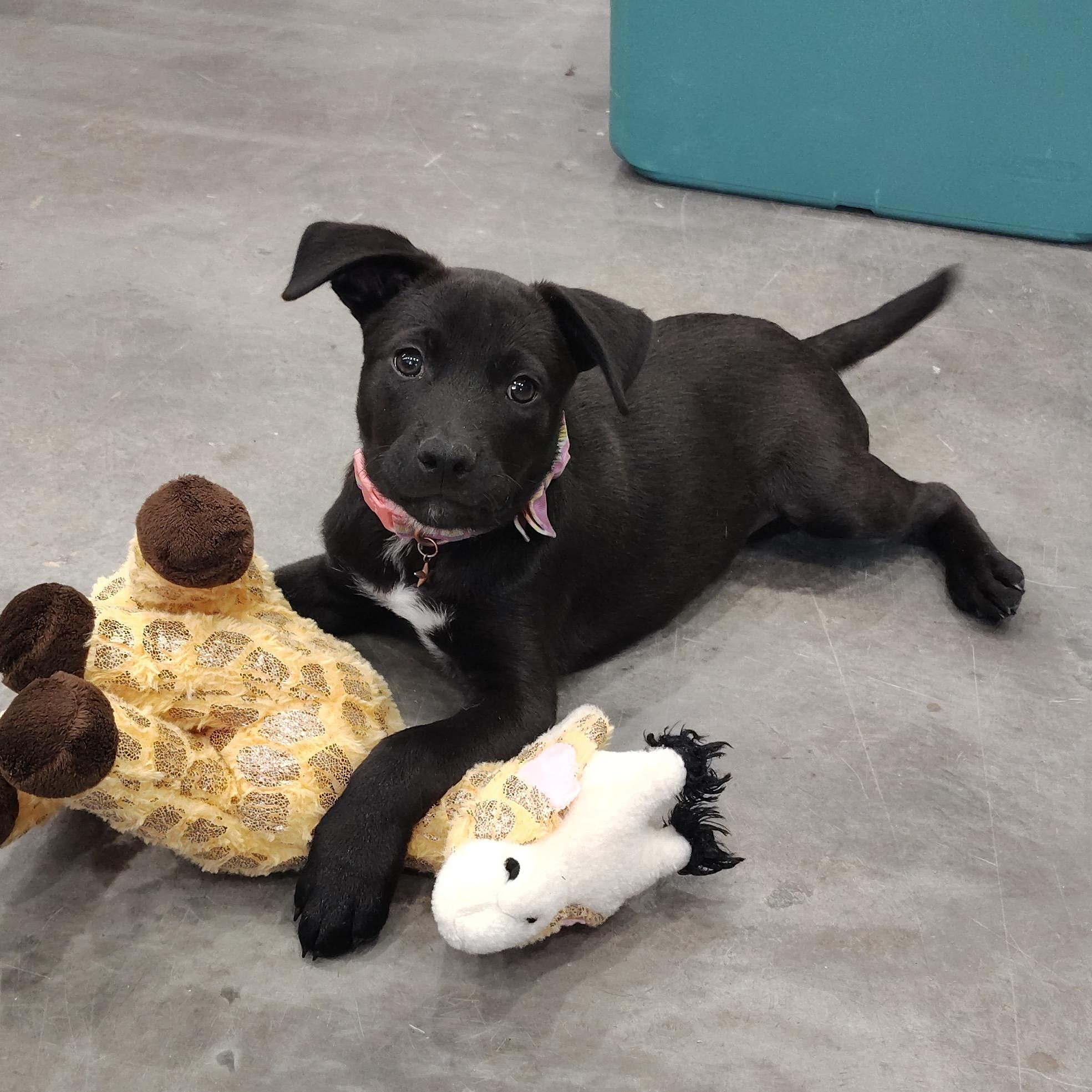 Dog for adoption - Clover, a Beagle & Shepherd Mix in Wilmington, NC ...