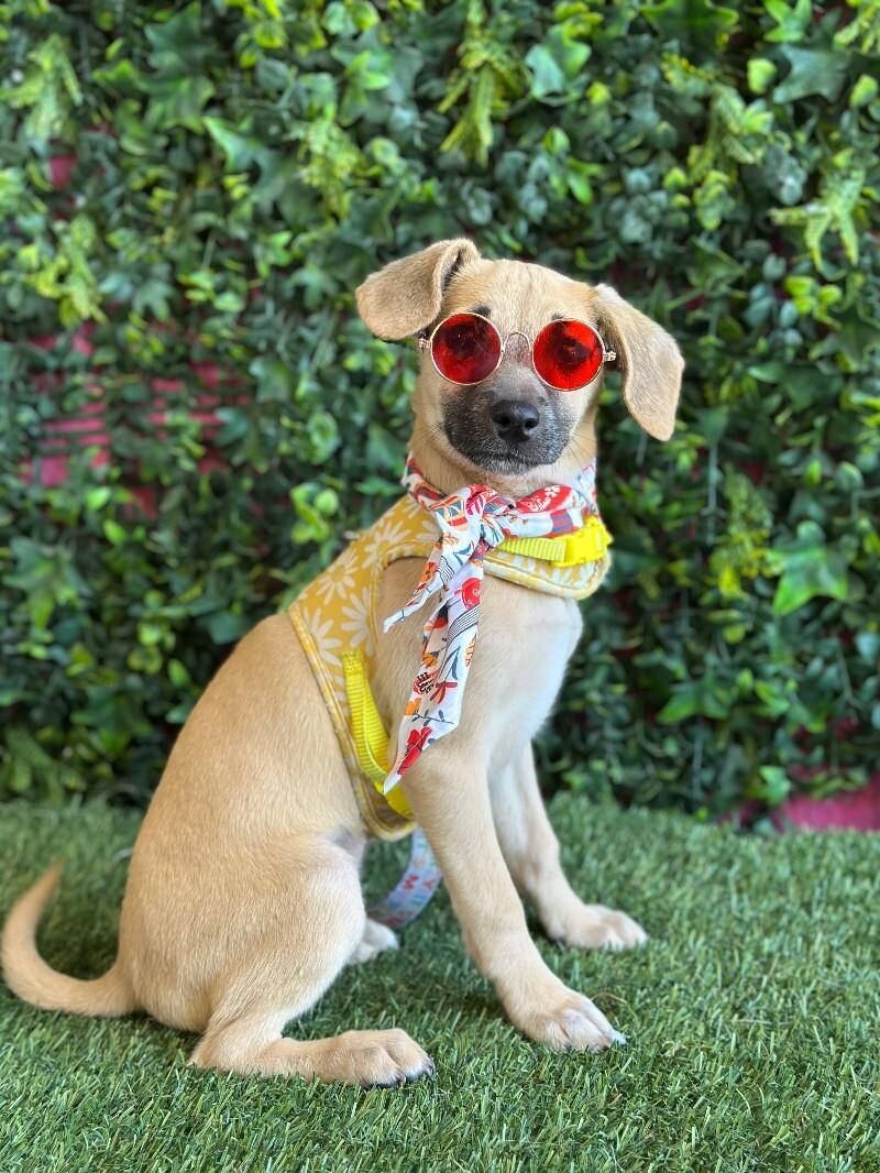 Dog for adoption - Darling, a Spaniel & Italian Greyhound Mix in Concord, CA | Petfinder