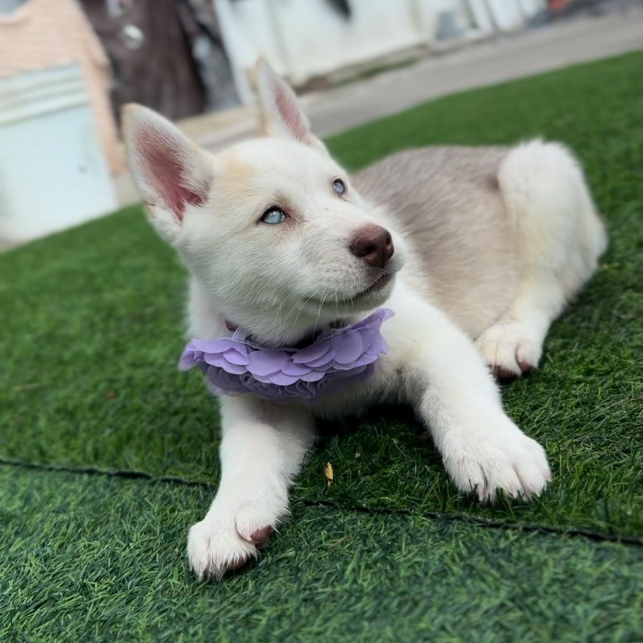 Dog for adoption - Jelly Bean, a Husky Mix in New London, CT | Petfinder