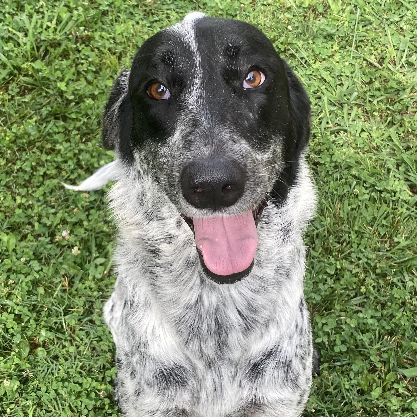 Dog for adoption - Pepper, a German Shorthaired Pointer Mix in Fayetteville, AR | Petfinder