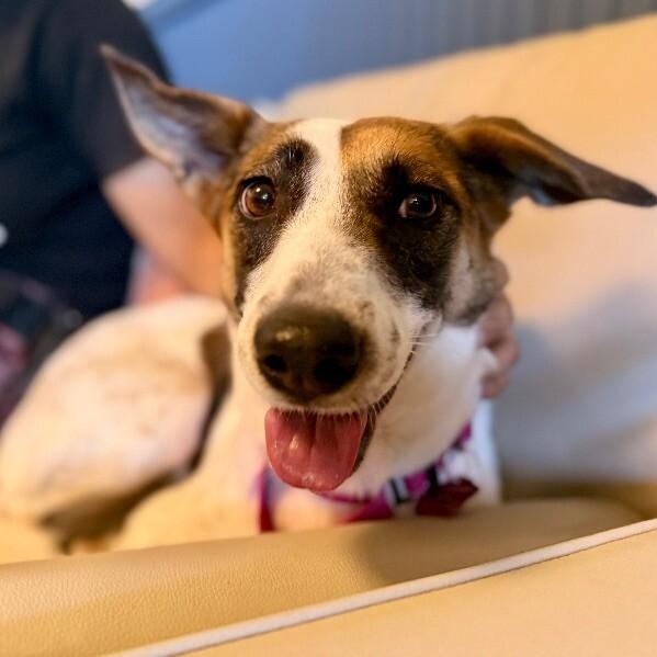 Dog for adoption - Loretta, a Labrador Retriever & German Shepherd Dog ...