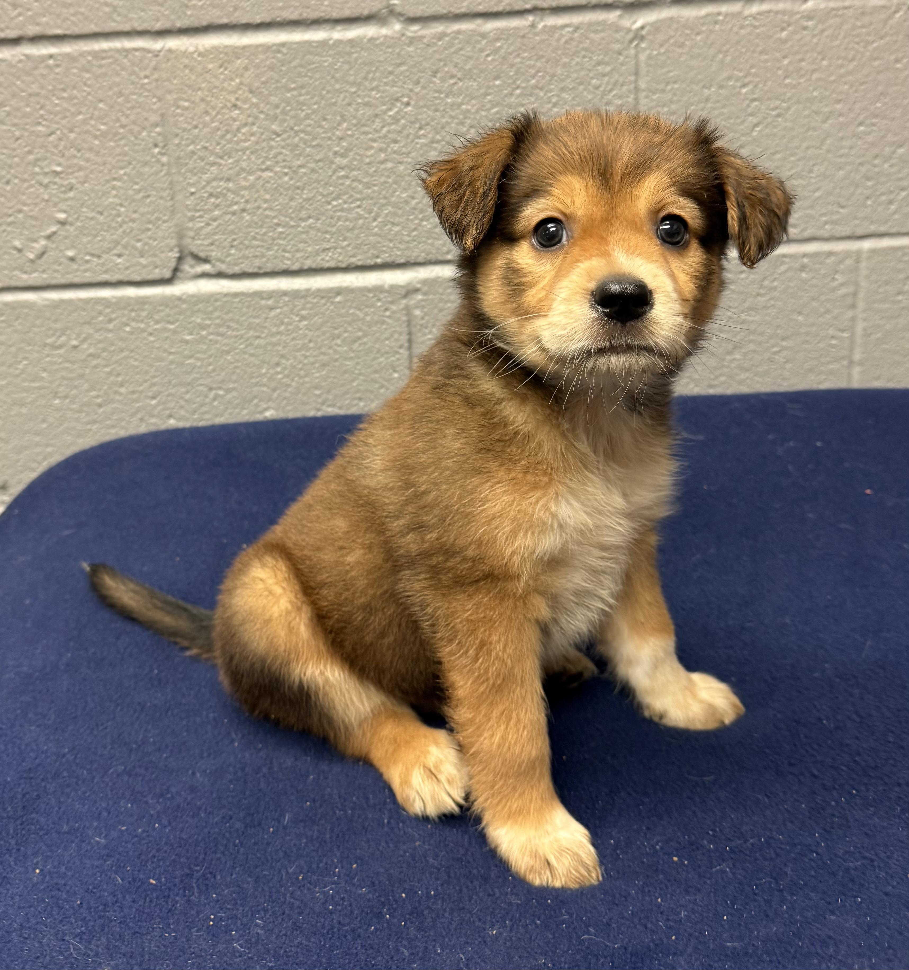 Dog for adoption - Roofus, an Australian Shepherd in Tomah, WI | Petfinder