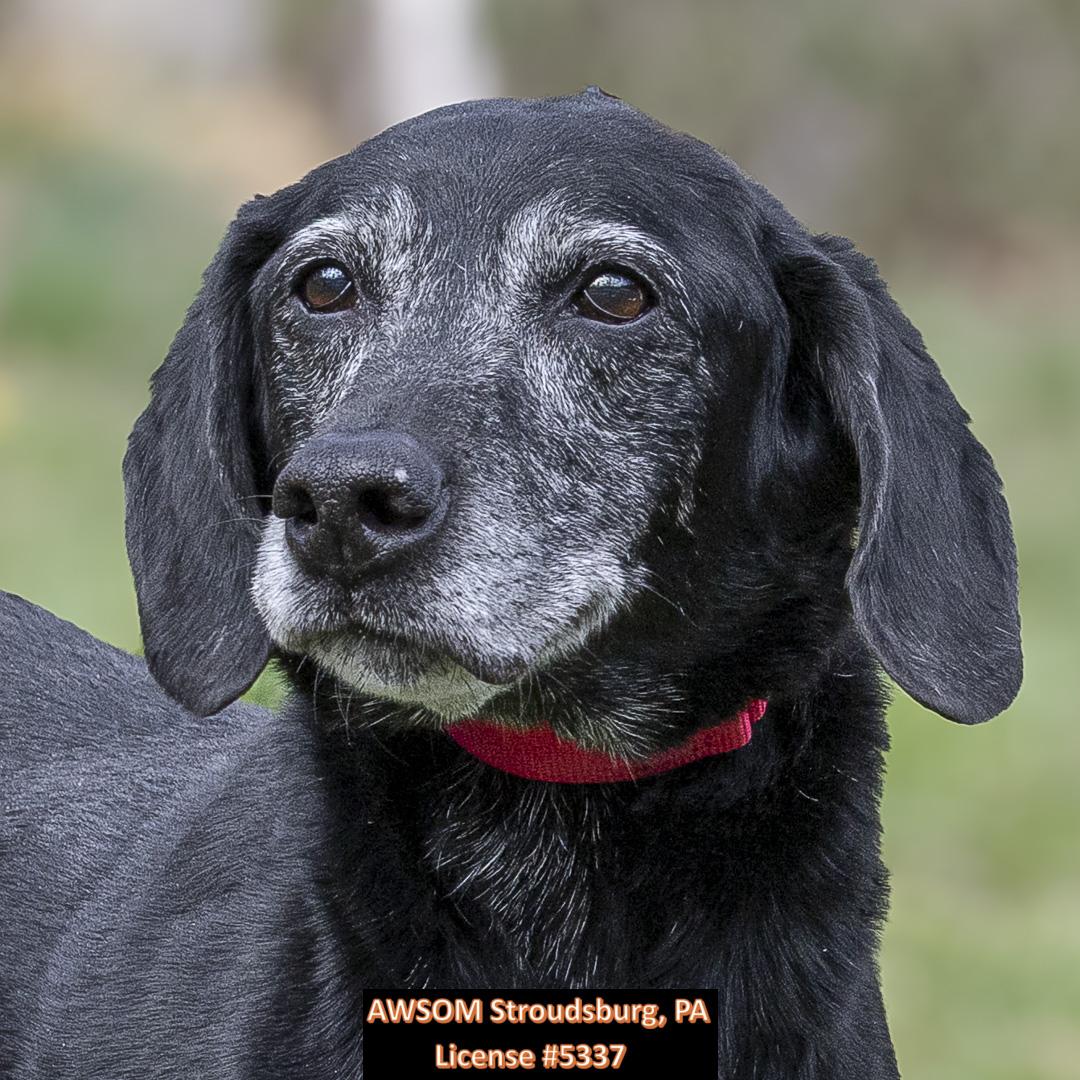 Dog for adoption - Jazz, a Black Labrador Retriever Mix in Stroudsburg ...