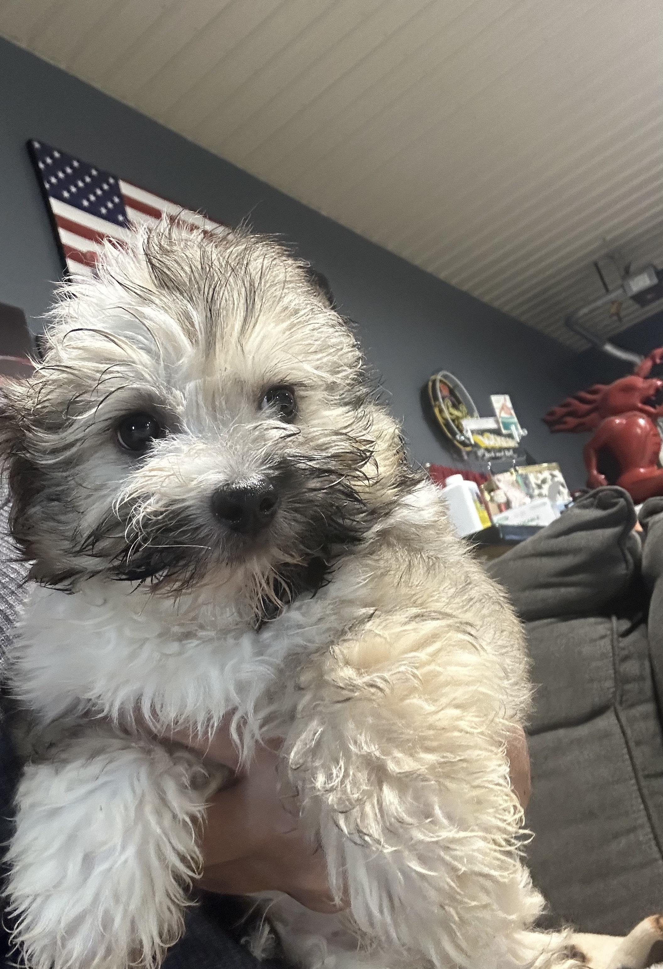 Dog for adoption - Splitz. Tiny 3.8 lbs, a Havanese in Antwerp, OH | Petfinder
