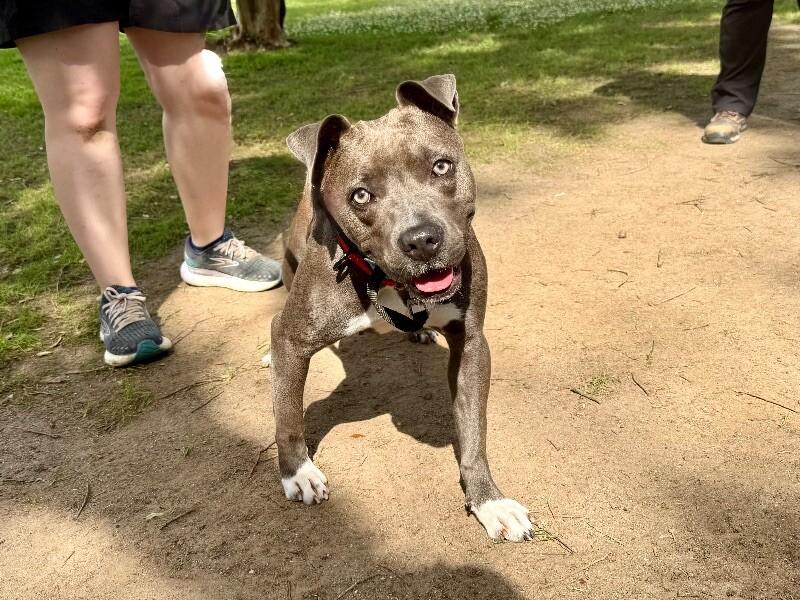 Dog for adoption - Tinkerbell the pocket pitty who loves kids with her ...