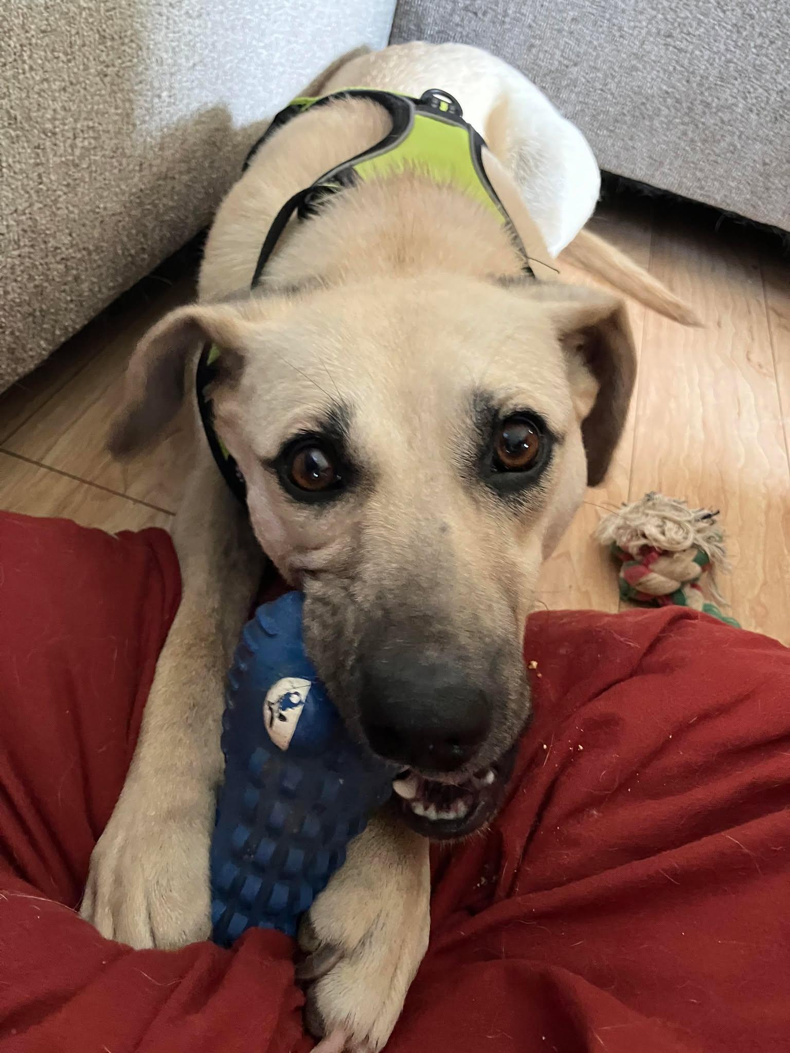 Dog for adoption - Precious, a Mixed Breed in Windsor, MO | Petfinder