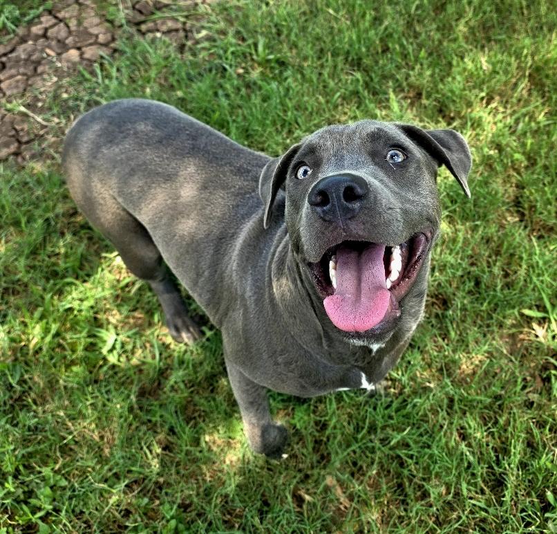 Dog for adoption - Dobby, a Mixed Breed in Springfield , MO | Petfinder