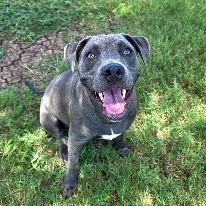 Dog for adoption - Dobby, a Mixed Breed in Springfield , MO | Petfinder