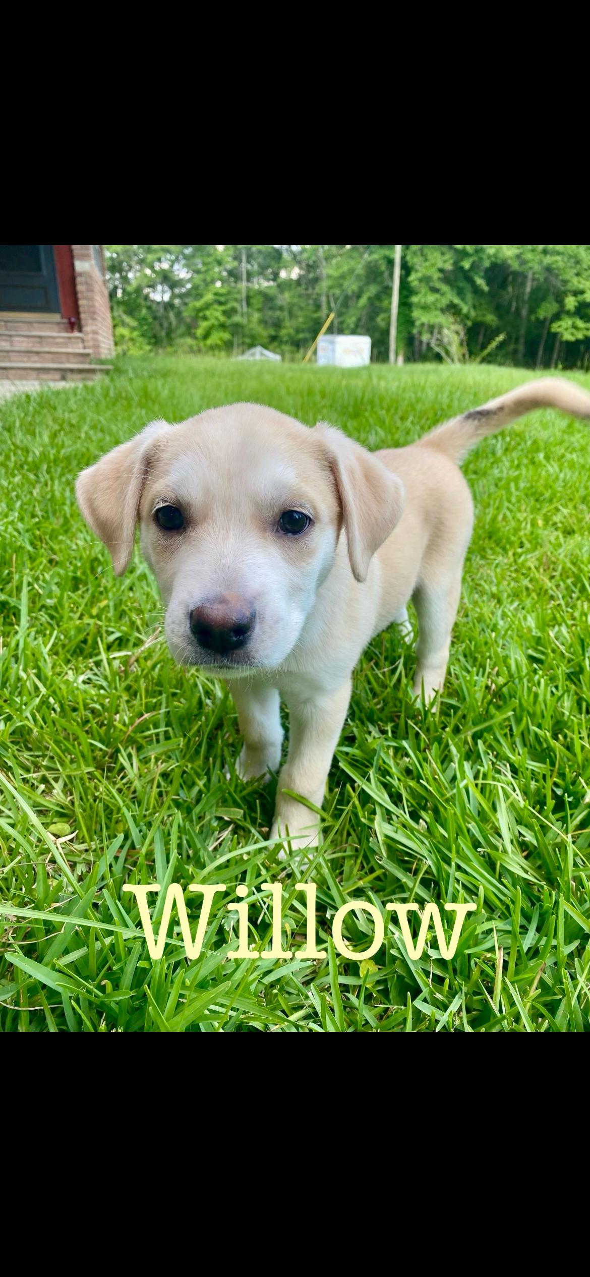 Dog for adoption - Willow, a Labrador Retriever Mix in seaside heights ...