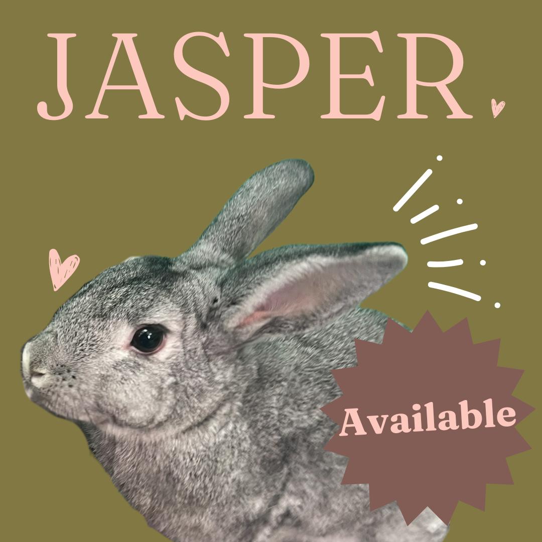 Rabbit for adoption - Jasper, a Chinchilla in Colfax, NC | Petfinder