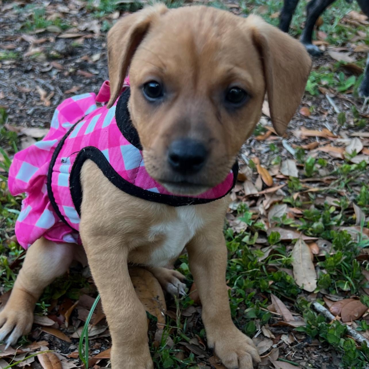 Dog for adoption - Kelly (in foster care), a Labrador Retriever Mix in ...