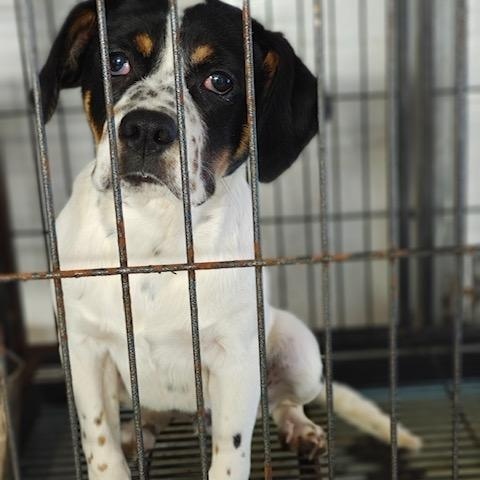 Dog for adoption - Costello, a Boxer & Pointer Mix in Lavon, TX | Petfinder