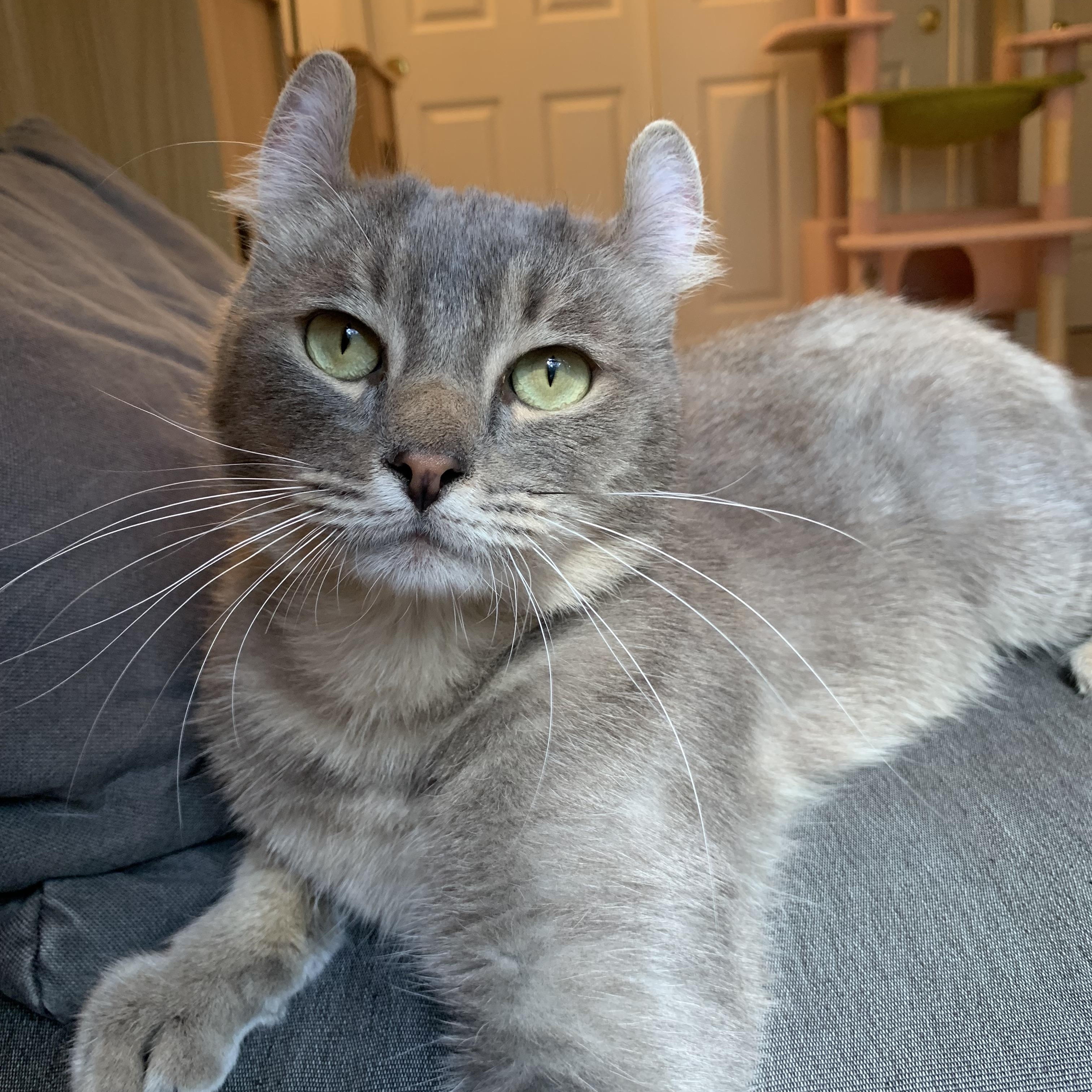 Cat for adoption - Michelango-"Mikey" American Curl/Ragdoll-Adopt Me!, an American Curl in ...