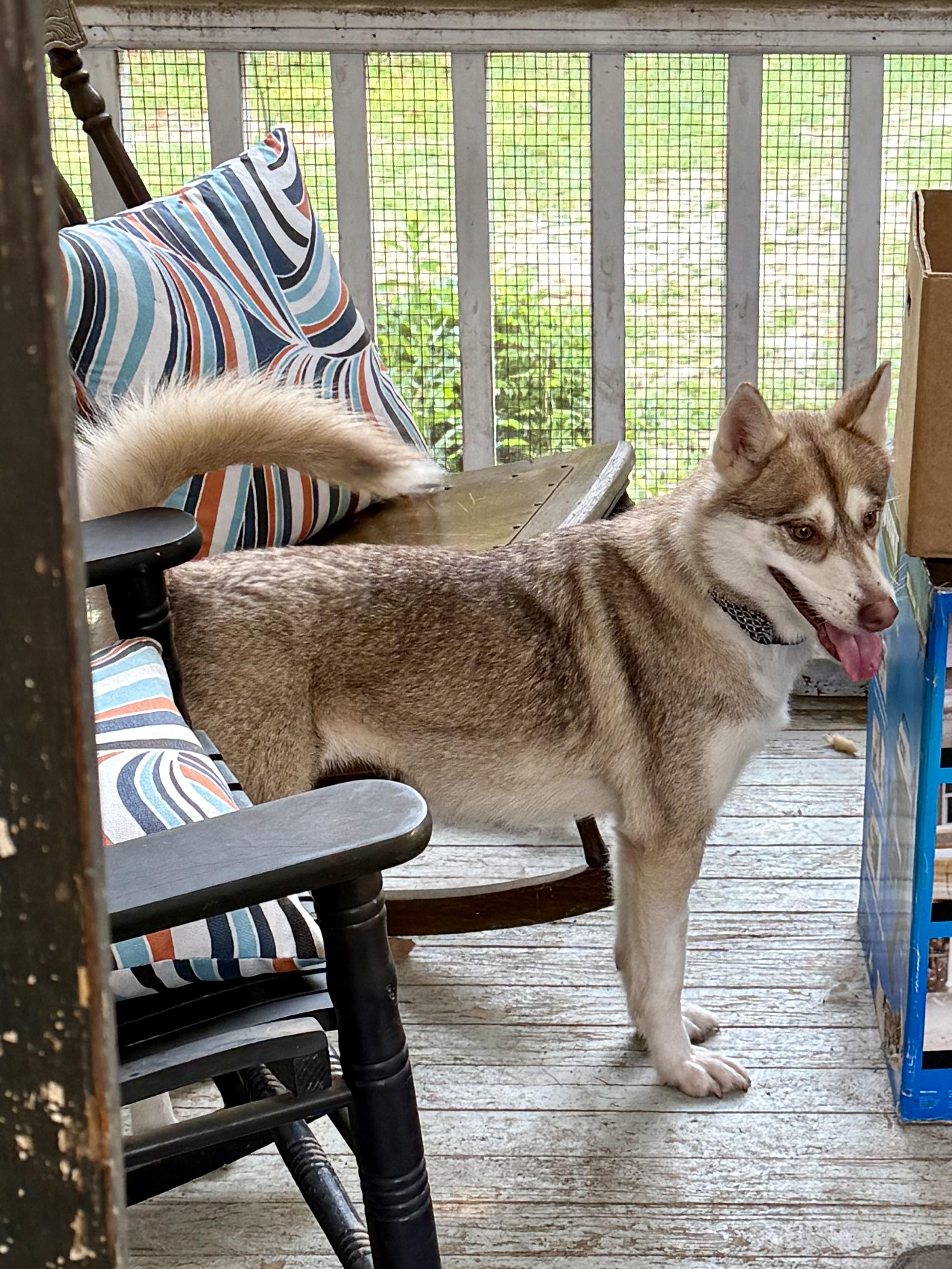 Dog for adoption - Akira, a Siberian Husky Mix in Summerville, SC ...