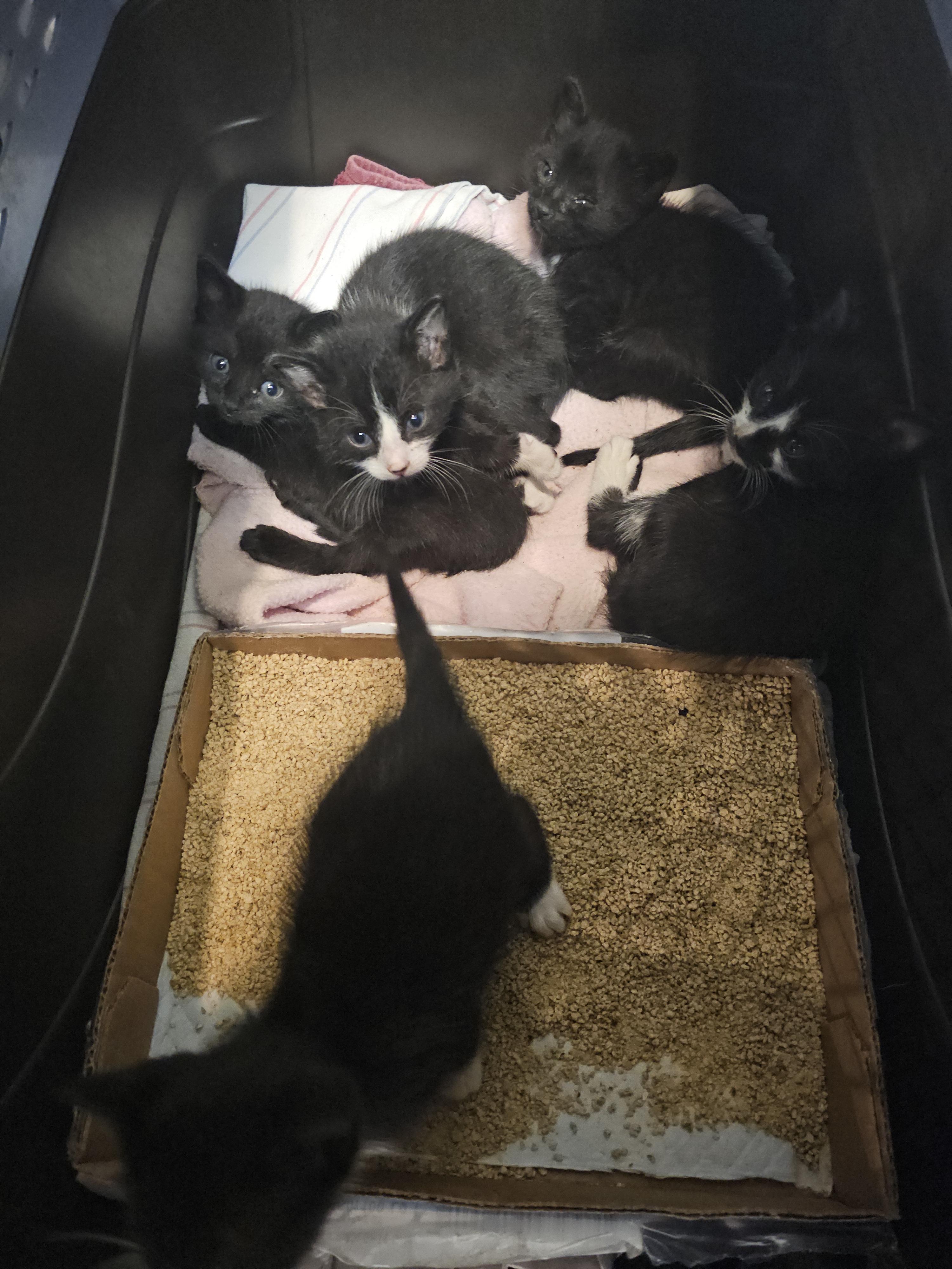 Cat for adoption - Daniella, a Domestic Short Hair in Philadelphia, PA ...