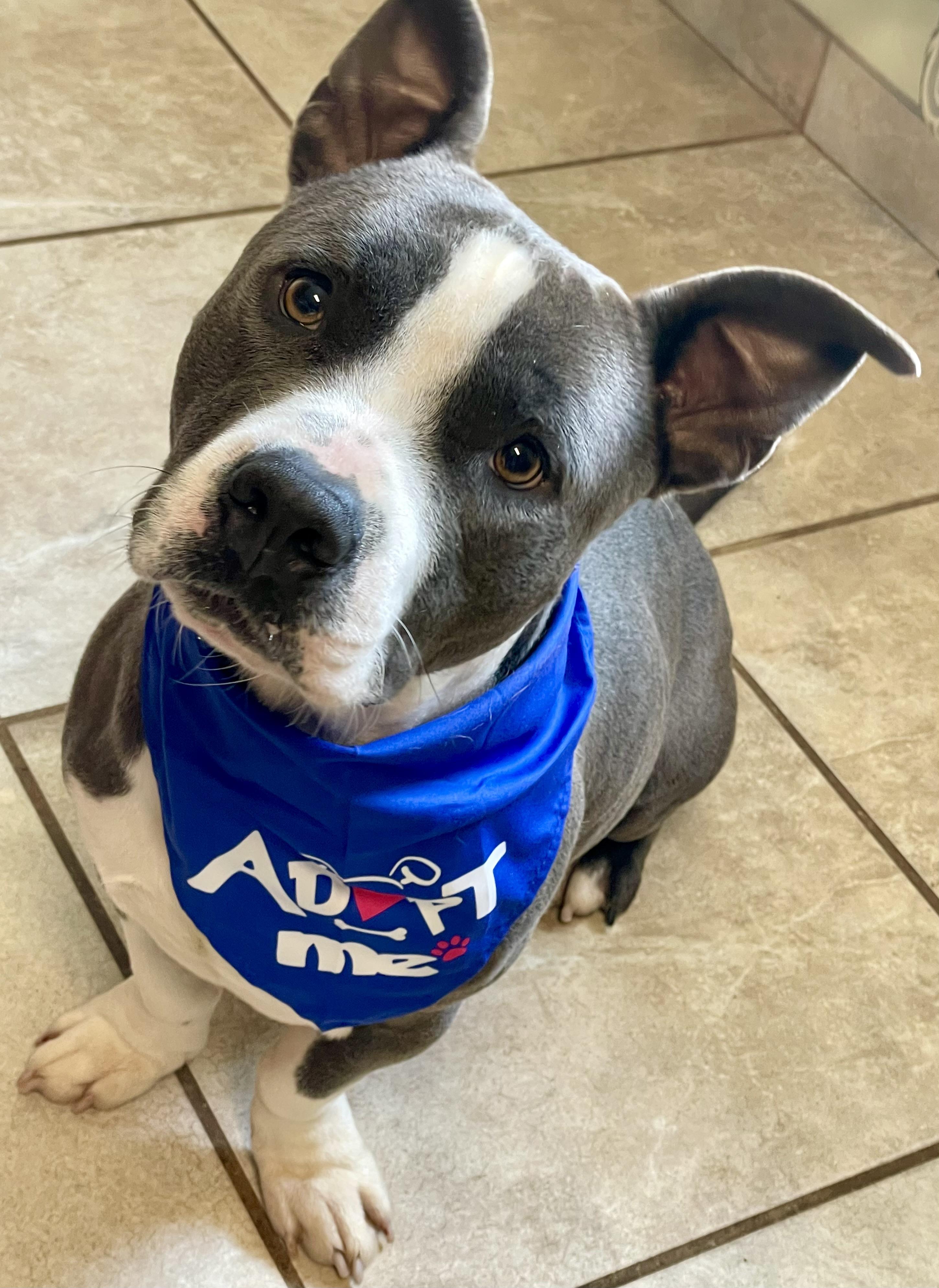 Available Dogs - The A.R.K - Animal Recycling Kennel