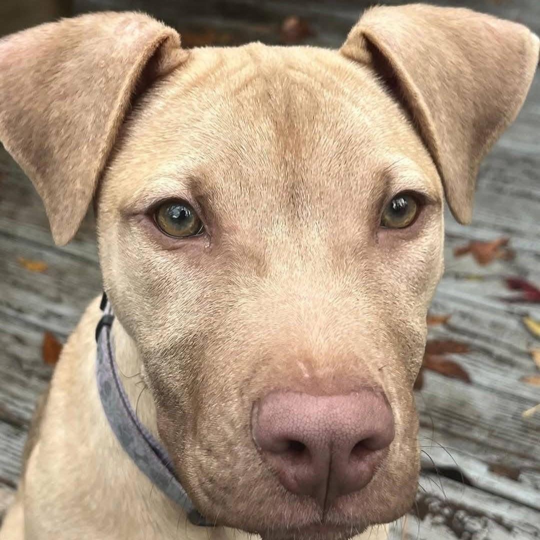 Dog for adoption - Saban, a Pit Bull Terrier & Labrador Retriever Mix ...