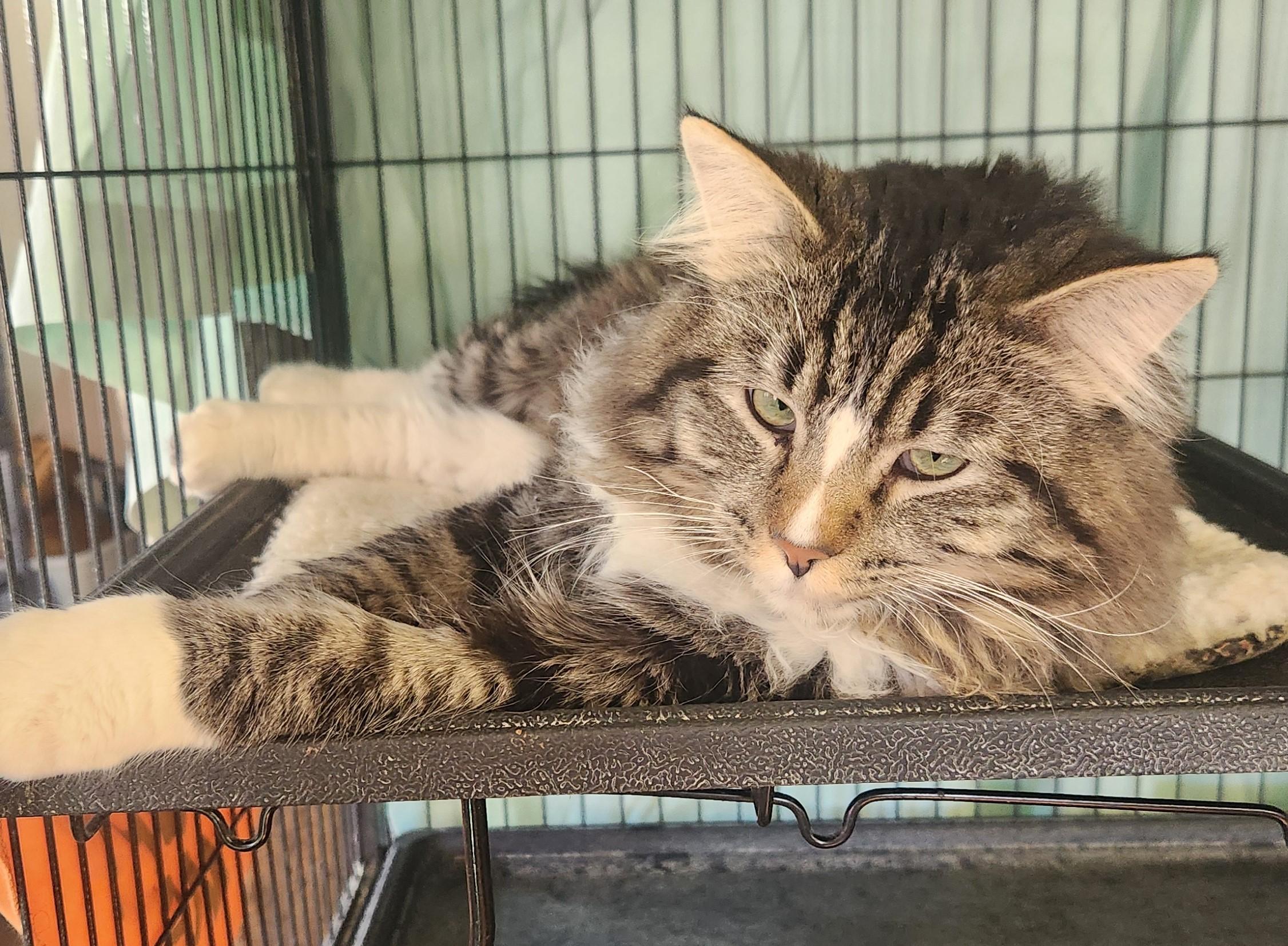 Cat for adoption - Marcus, a Tabby in Yarnell, AZ | Petfinder