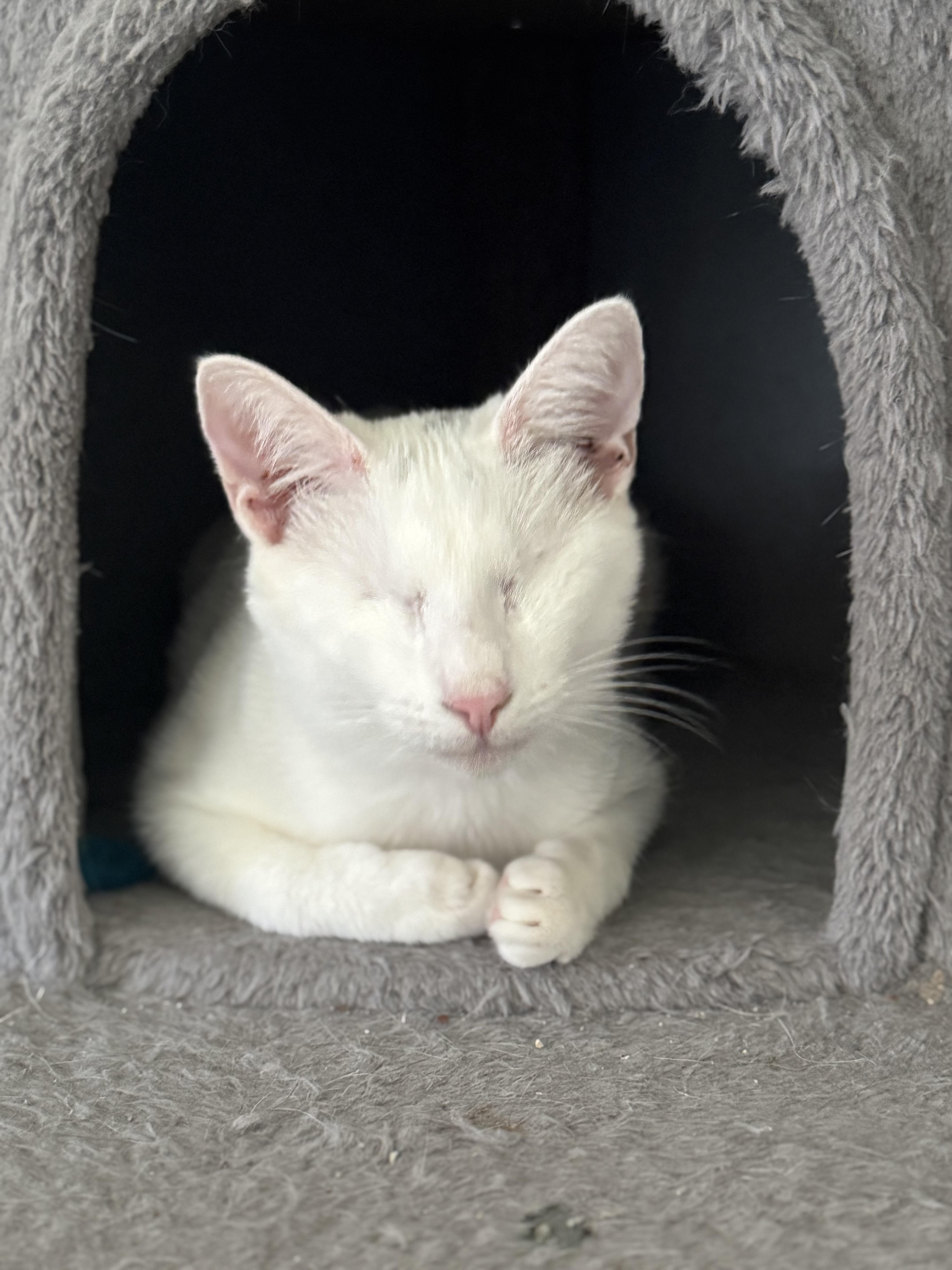 Cat for adoption - Odette, a Domestic Short Hair in Woodbridge, VA ...
