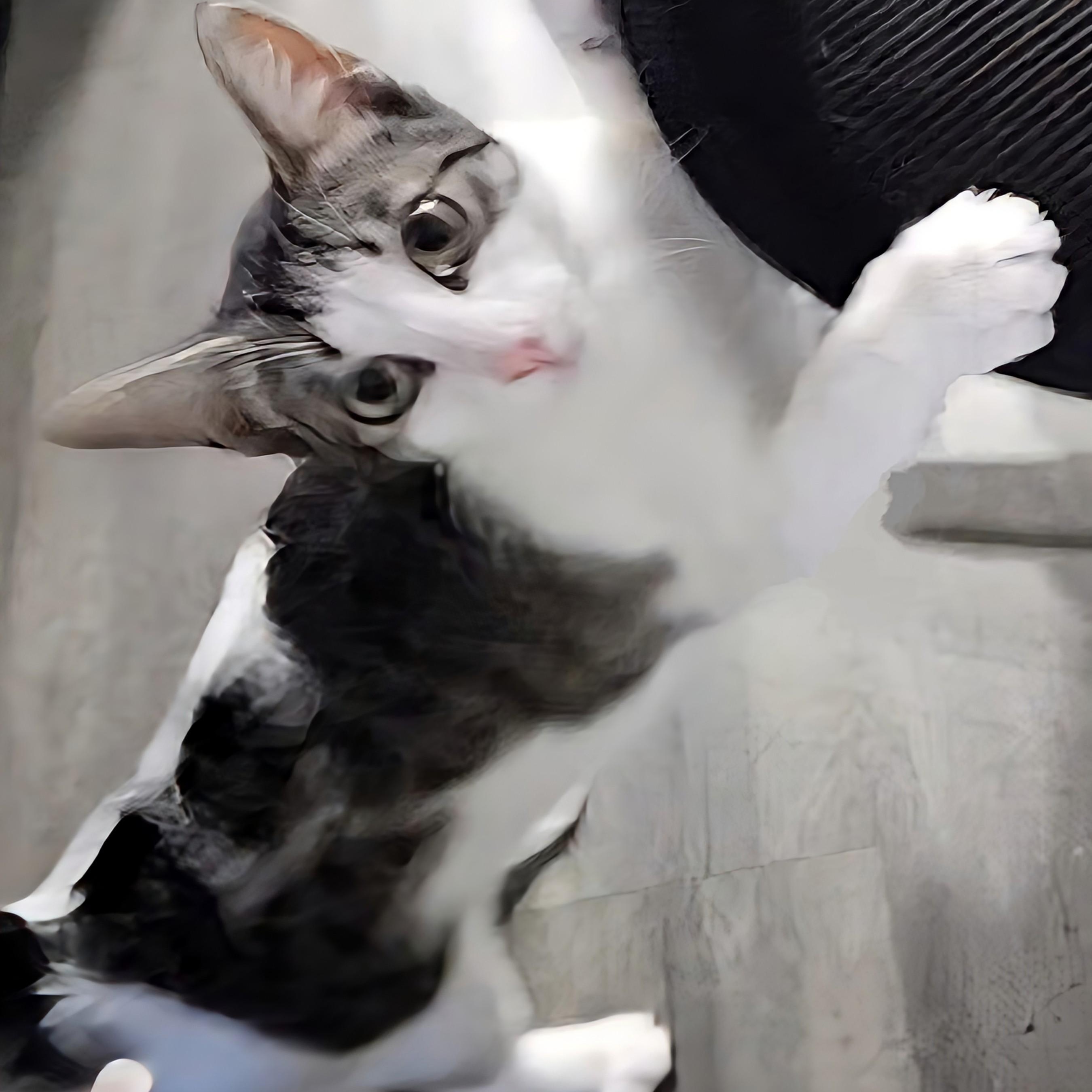 Cat for adoption - Lilly, a Domestic Short Hair in Appleton, WI | Petfinder