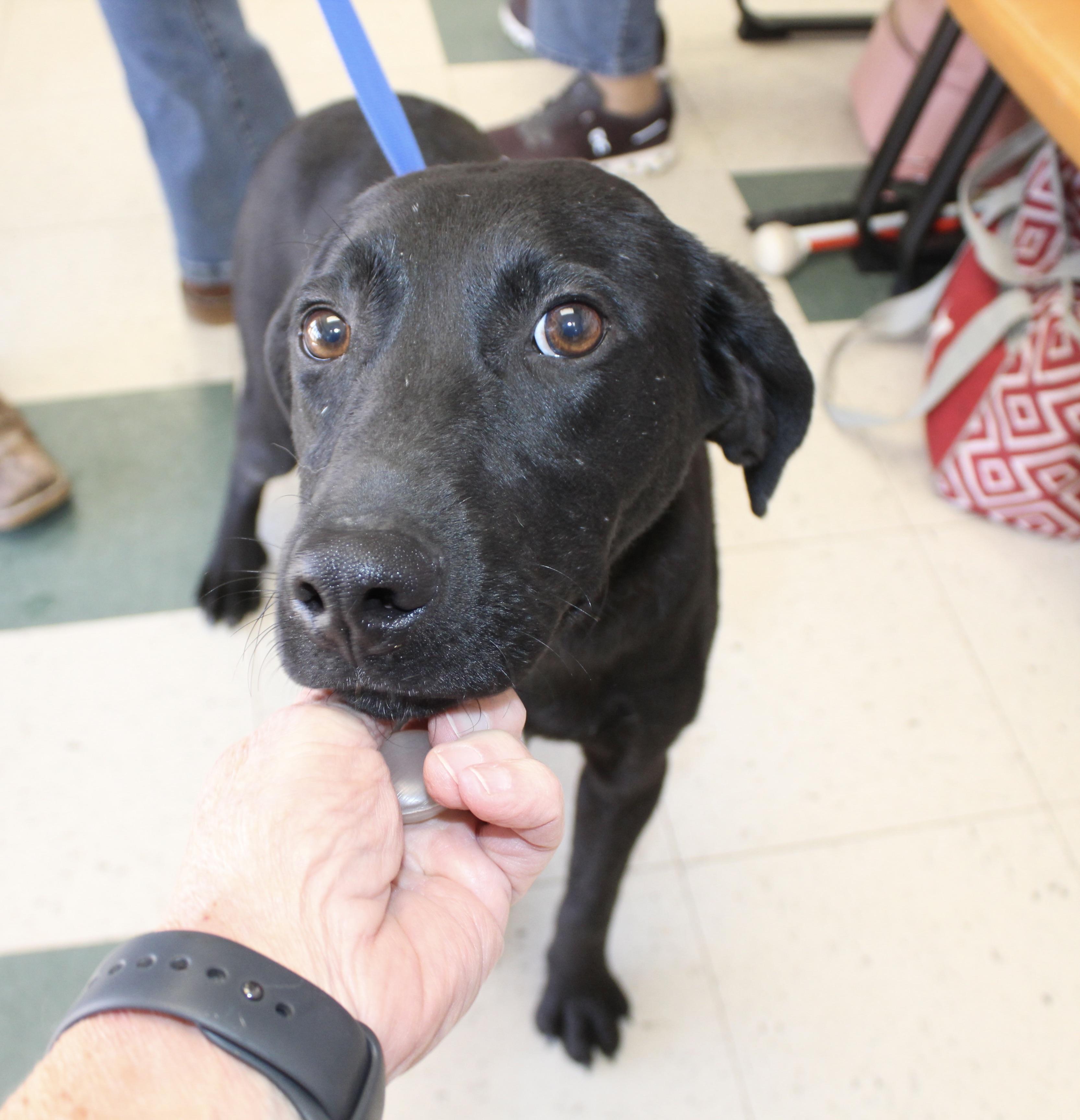 Dog for adoption - LB, a Labrador Retriever Mix in Pell City, AL ...