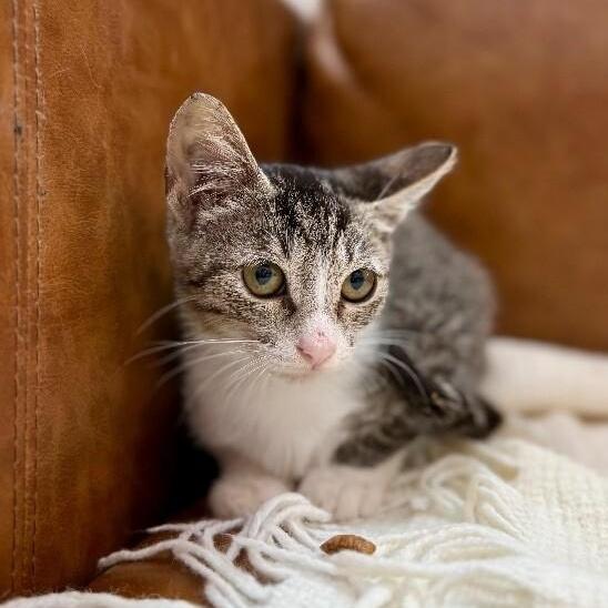 Cat for adoption - Katniss Hunger Games, a Domestic Short Hair & Tabby ...