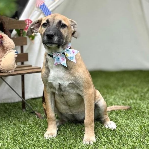 Dog for adoption - Erin, a Labrador Retriever & Shepherd Mix in Southport, CT | Petfinder