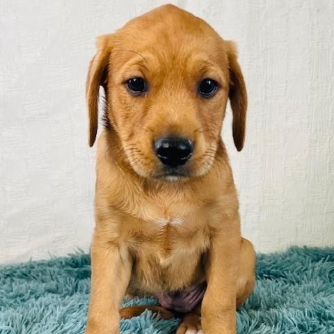 Dog for adoption - Alanis, a Labrador Retriever & Black Mouth Cur Mix ...