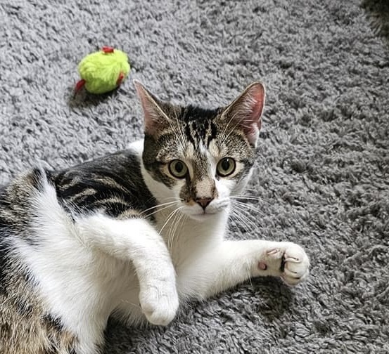 Cat for adoption - Rolo, a Domestic Short Hair in Sewell, NJ | Petfinder