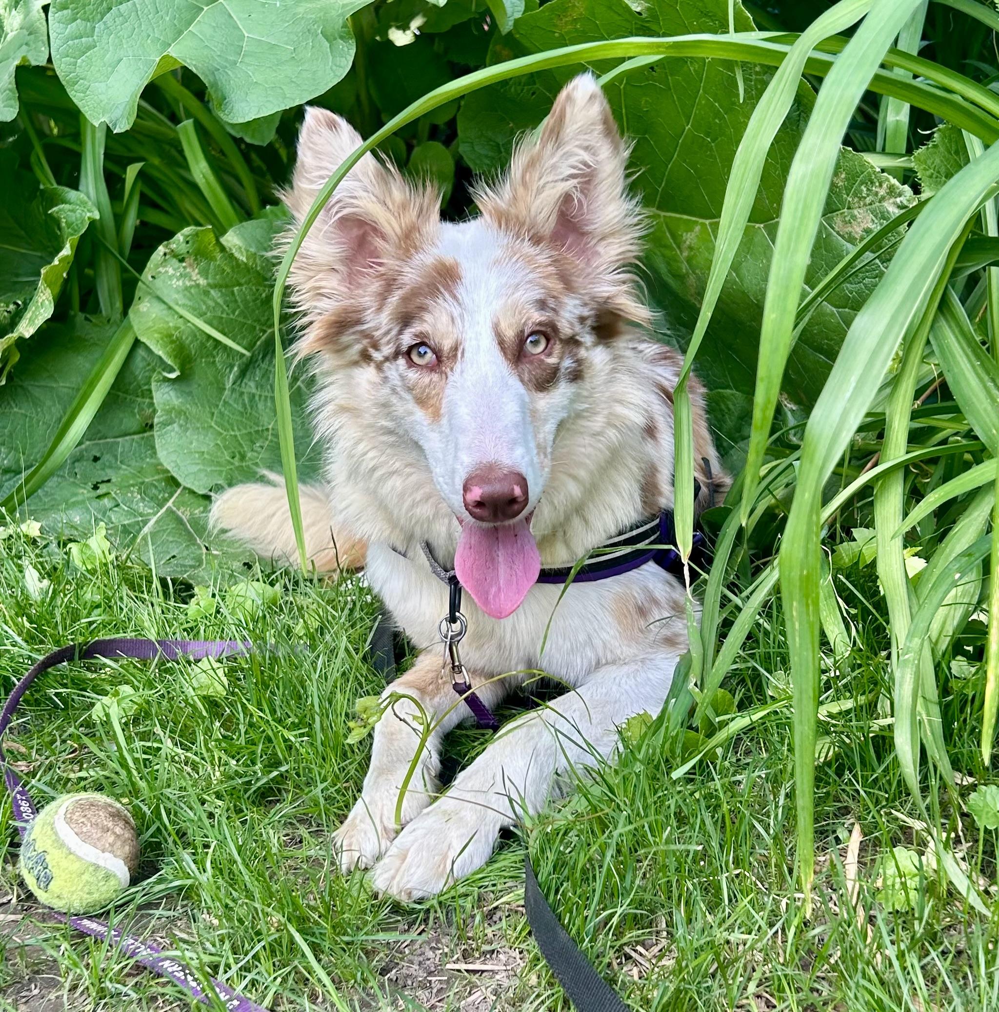 Dog for adoption - Ember, a Border Collie in Minneapolis, MN | Petfinder