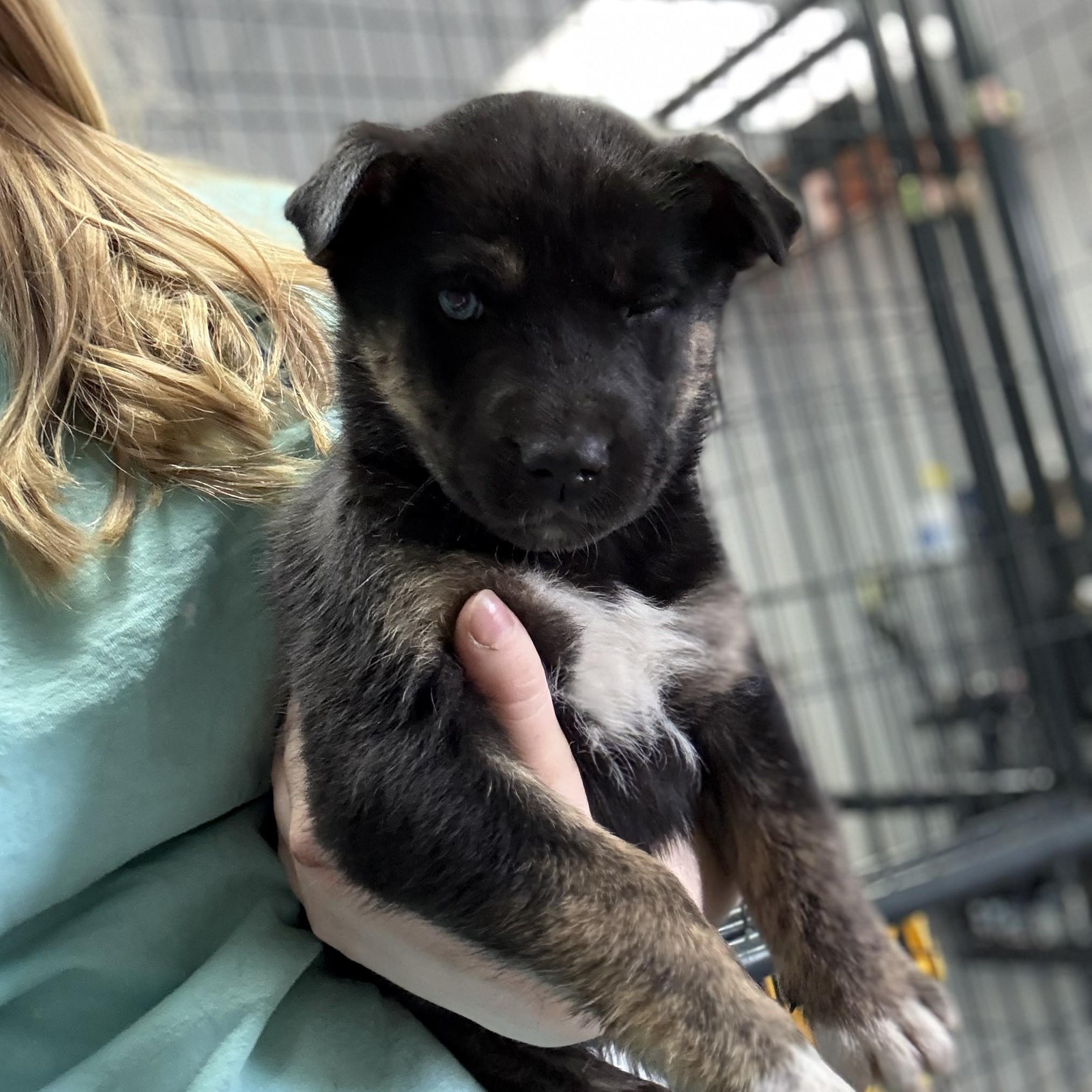 Dog for adoption - Lottery, a Mixed Breed in New York, NY | Petfinder
