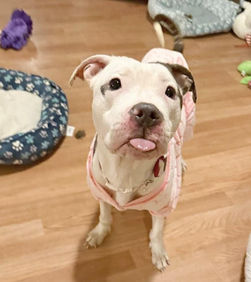 Dog for adoption - Bubble Gum, a Pit Bull Terrier Mix in Rockwall, TX ...