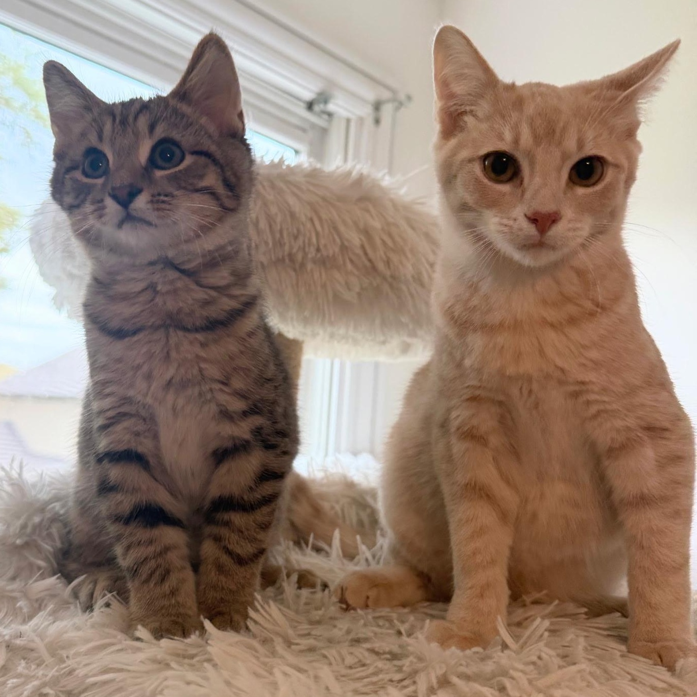 Frisbee & Bam Bam - Adoptable Pet | Petfinder | Petfinder