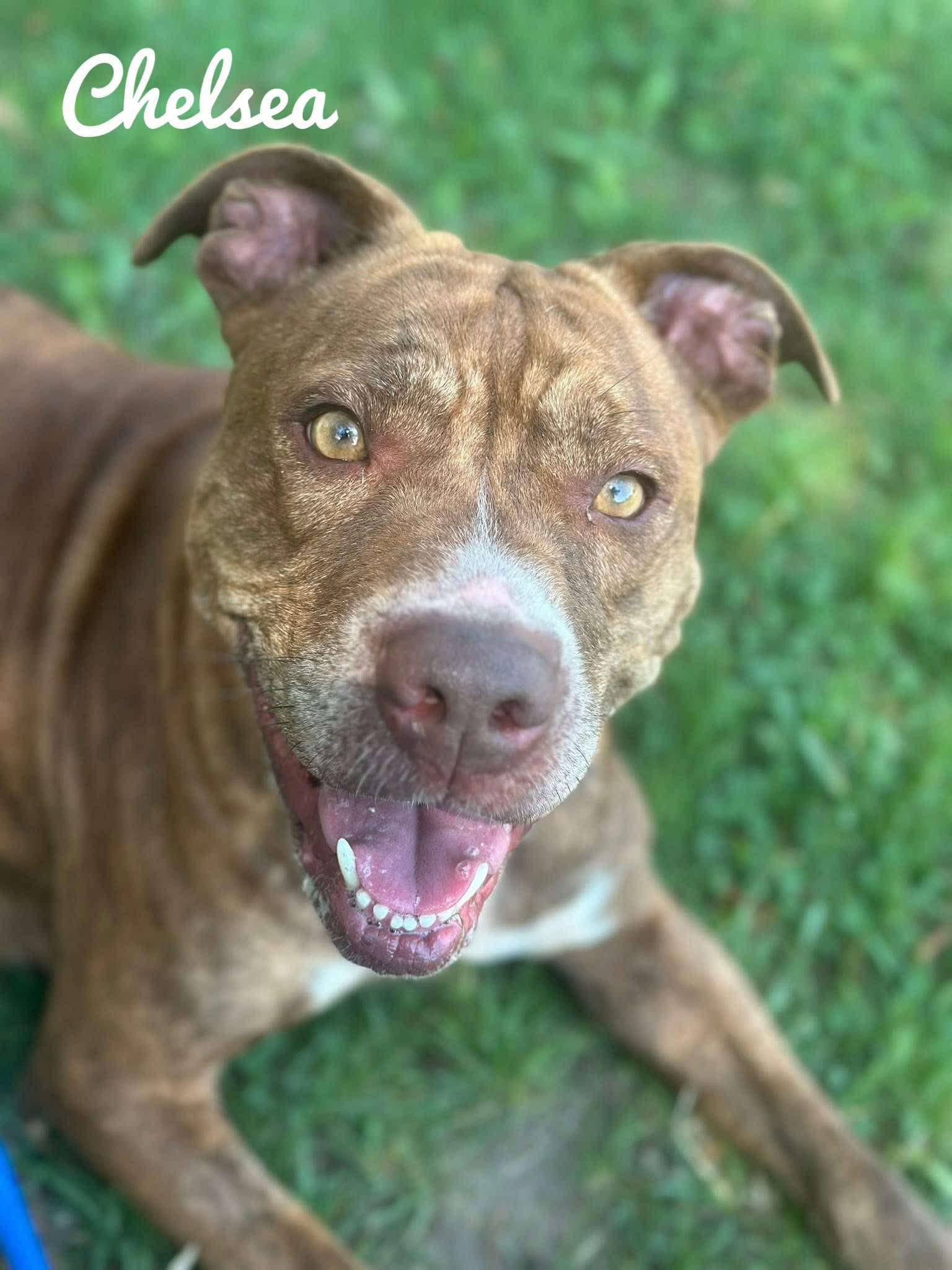 Dog for adoption - Chelsea, a Mixed Breed in Flint, MI | Petfinder