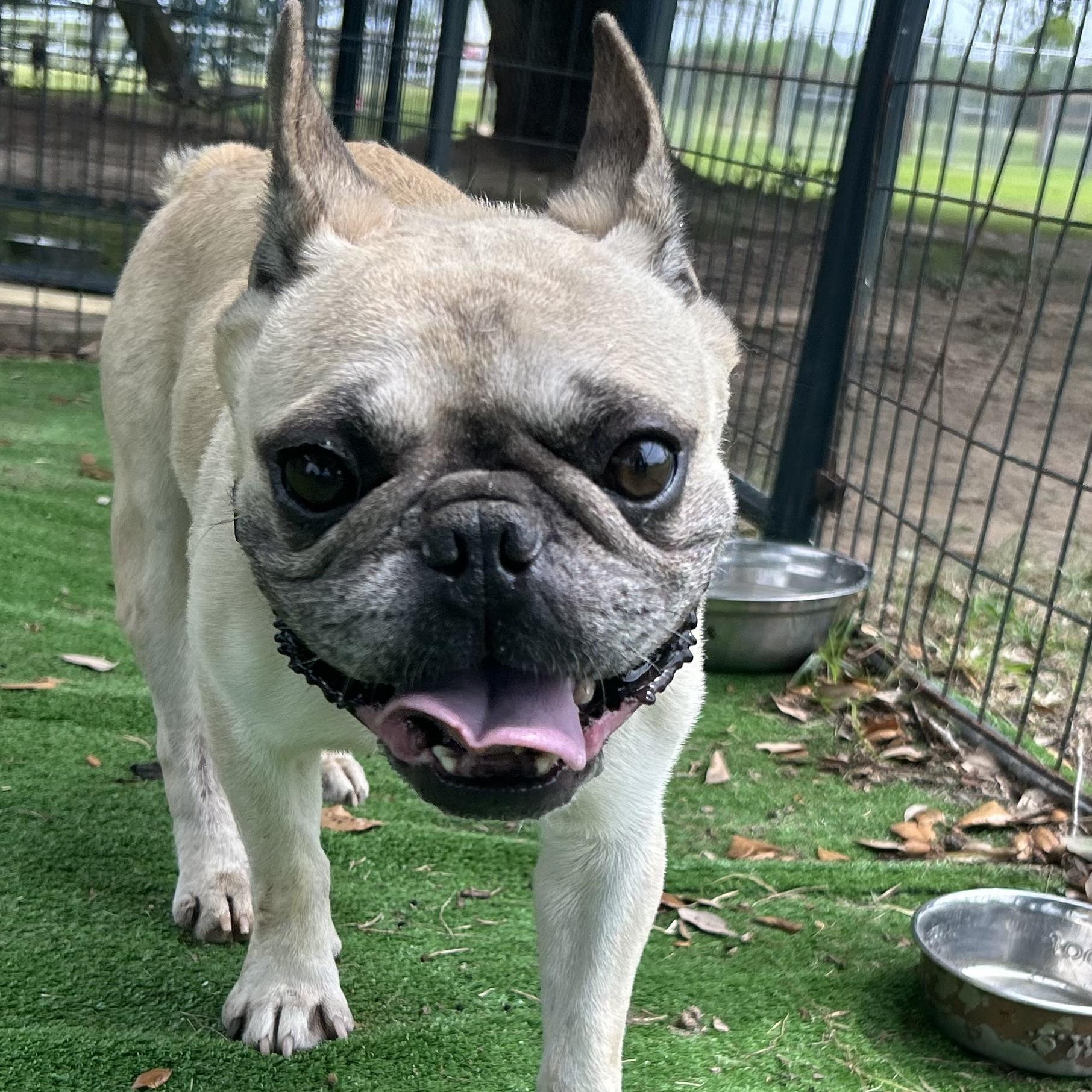 Dog for adoption - Bernie, a Bulldog & French Bulldog Mix in ...