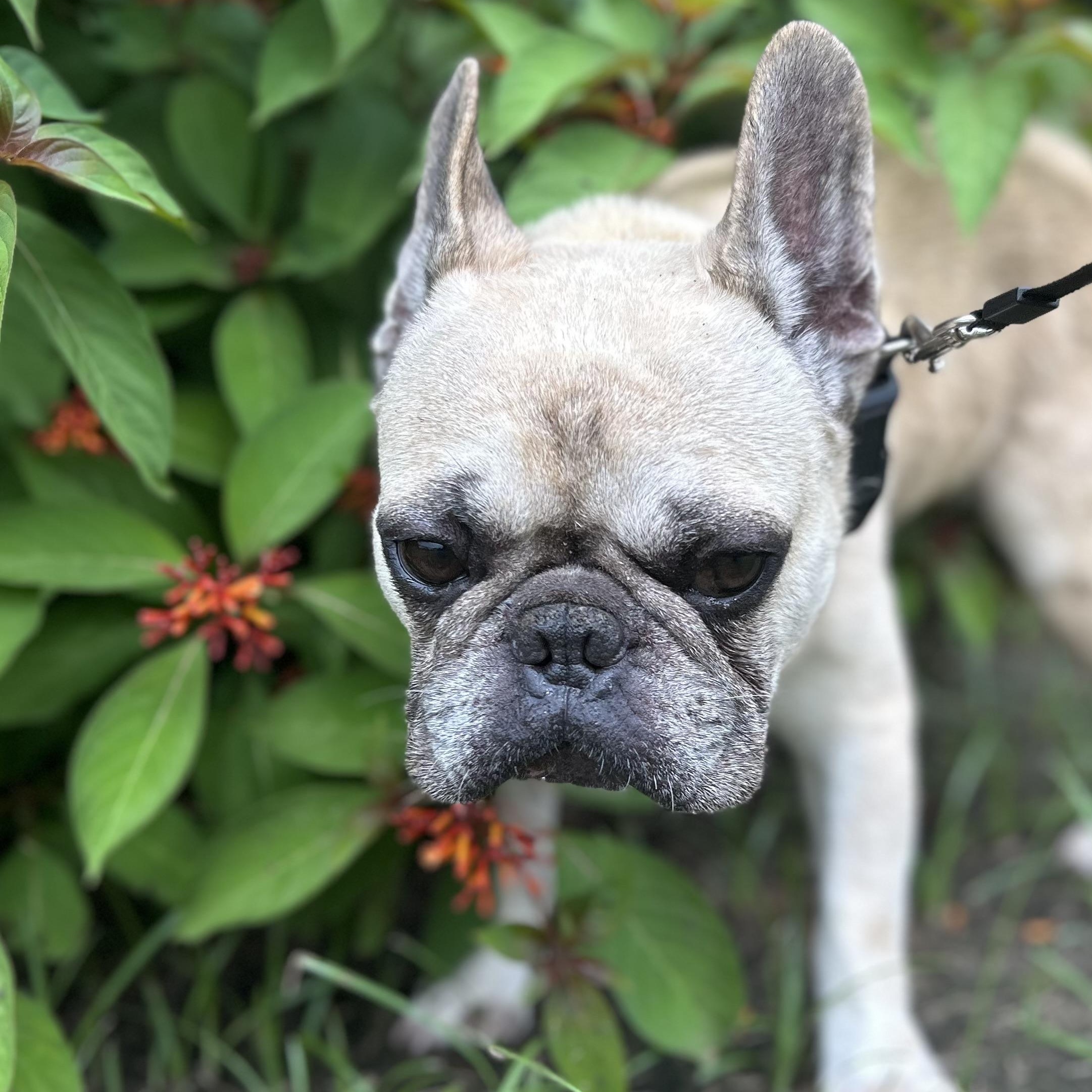Dog for adoption - Bernie, a Bulldog & French Bulldog Mix in ...